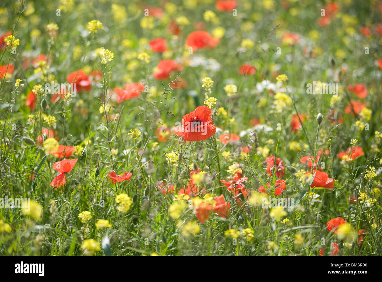 Field of summer flowers, Suffolk, UK Stock Photo - Alamy