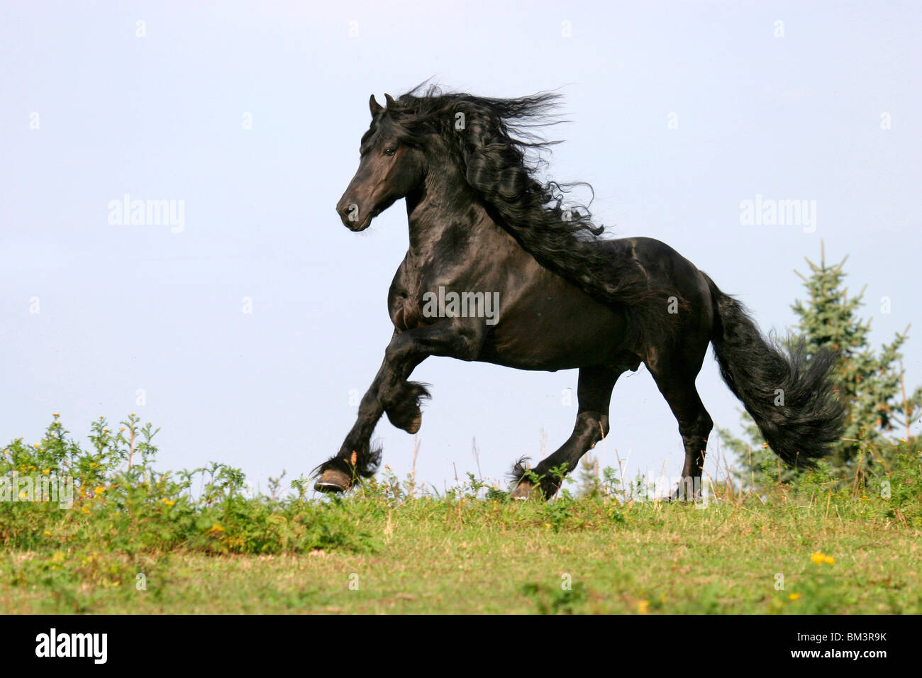 rennender Friese / running friesian Stock Photo - Alamy