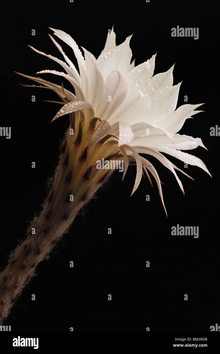 White Cactus Flower Stock Photo - Alamy