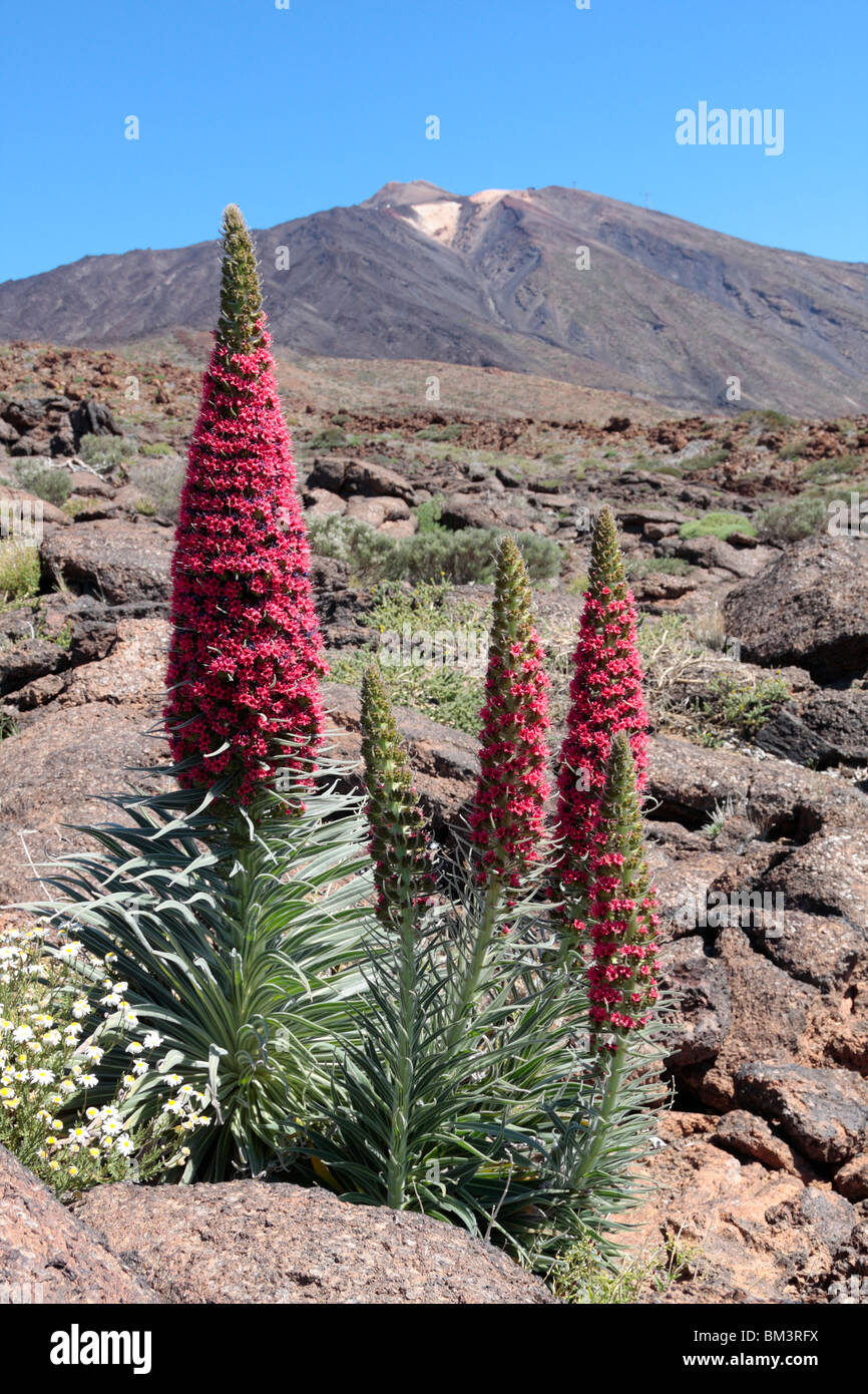 Tajinaste Rojo or Echium wildpretii in the Las Canadas del Teide Stock ...