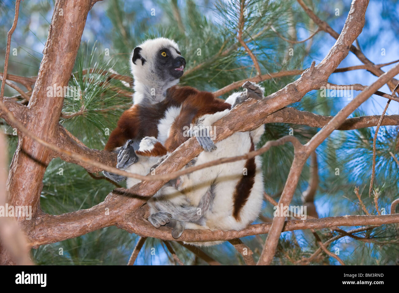 Coquerel's Sifaka (Propithecus coquereli), Madagascar Stock Photo - Alamy