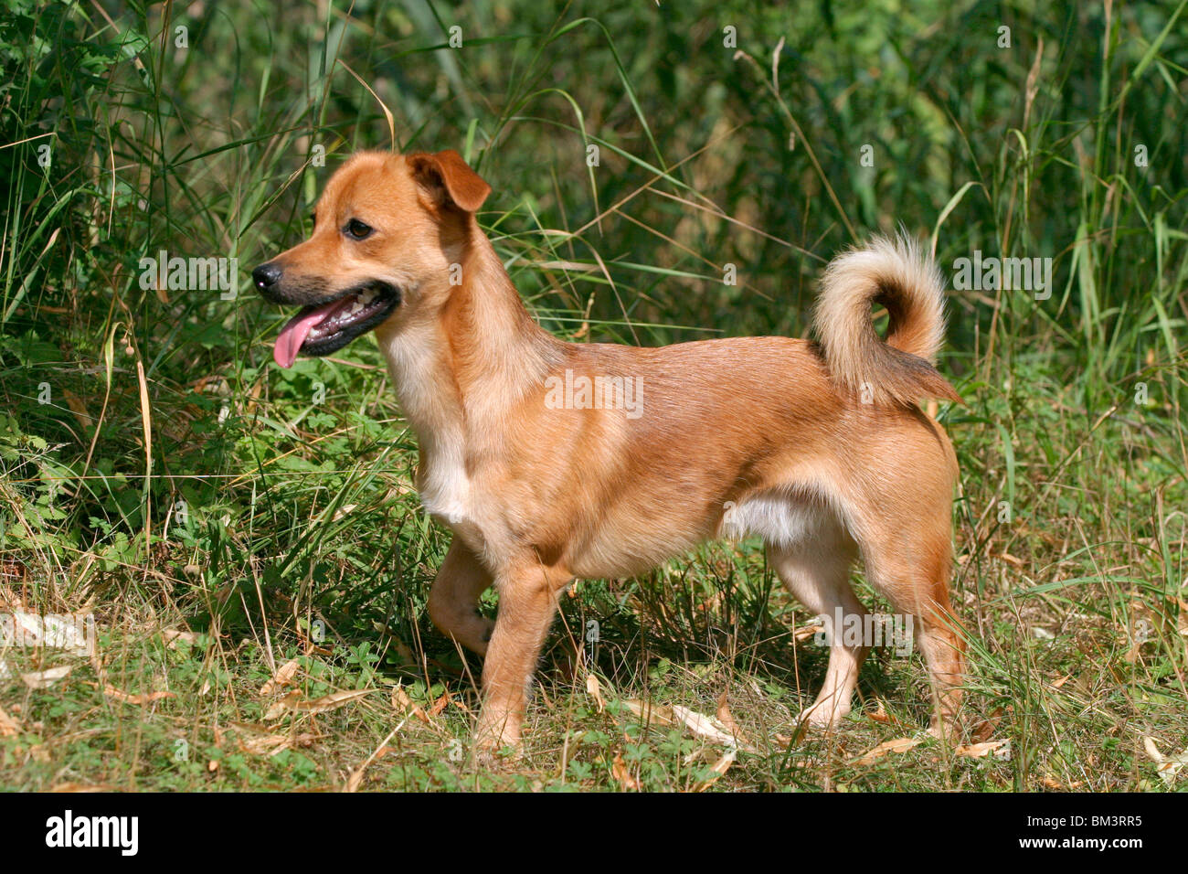 Mischling / mongrel dog Stock Photo - Alamy