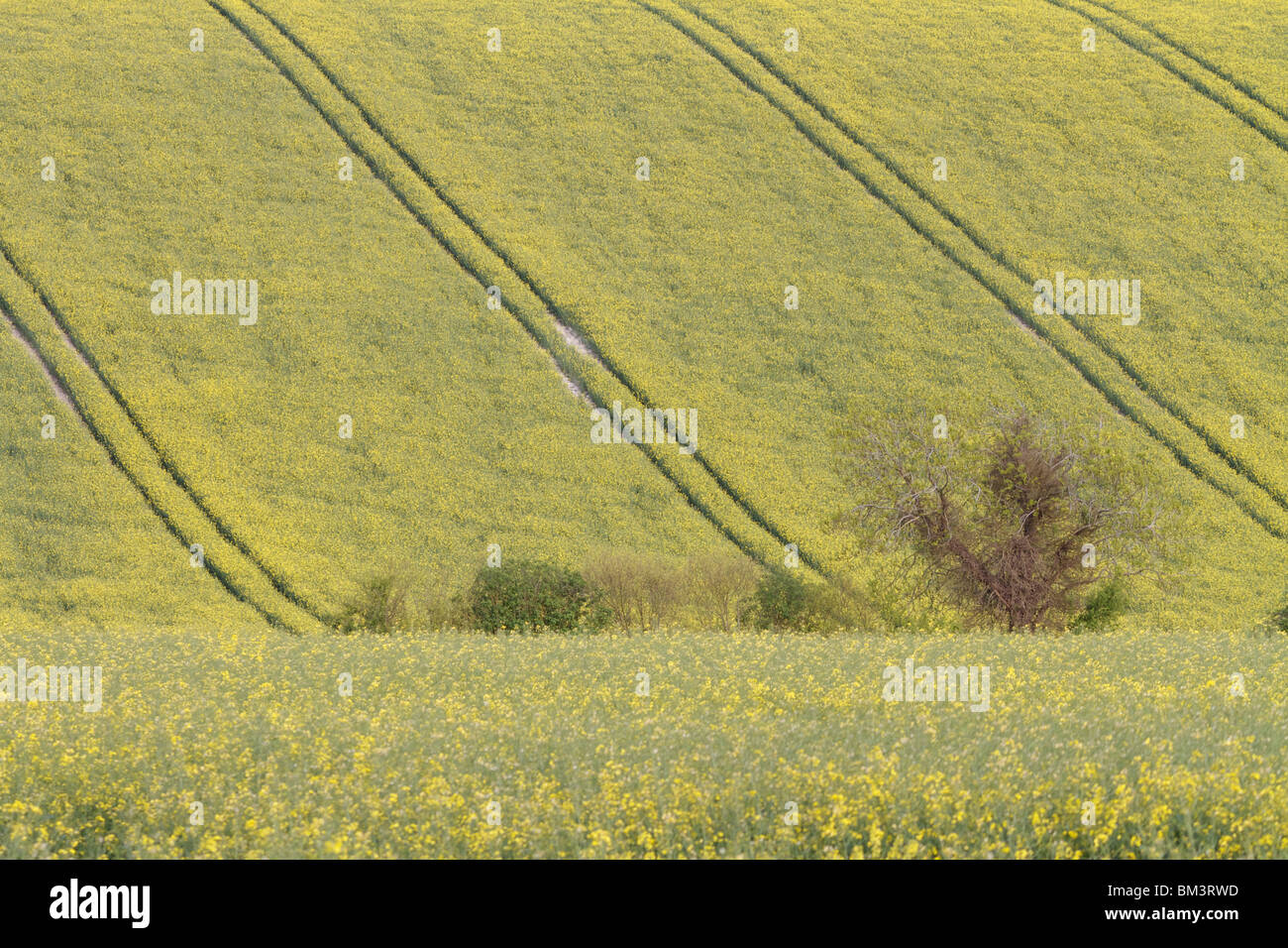 Parallel tractor tracks in a rapeseed crop at a farm in Hampshire ...
