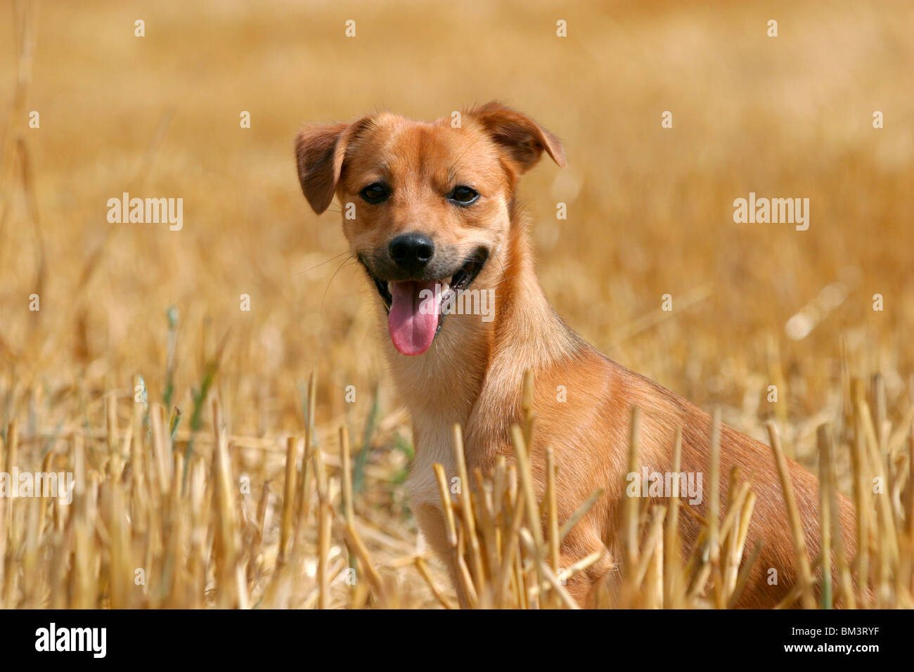 1 hund hi-res stock photography and images - Alamy