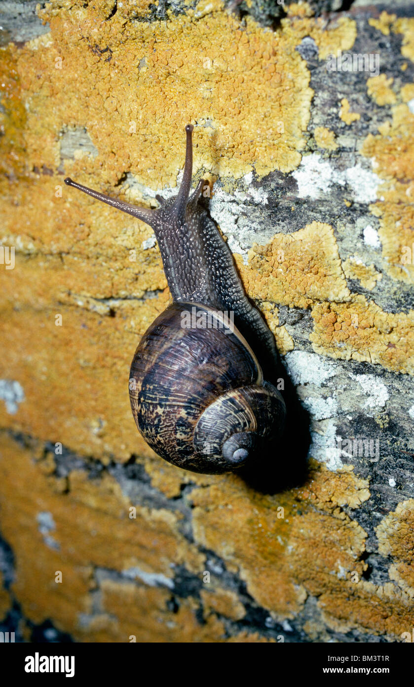 Snails climbing wall hi-res stock photography and images - Alamy