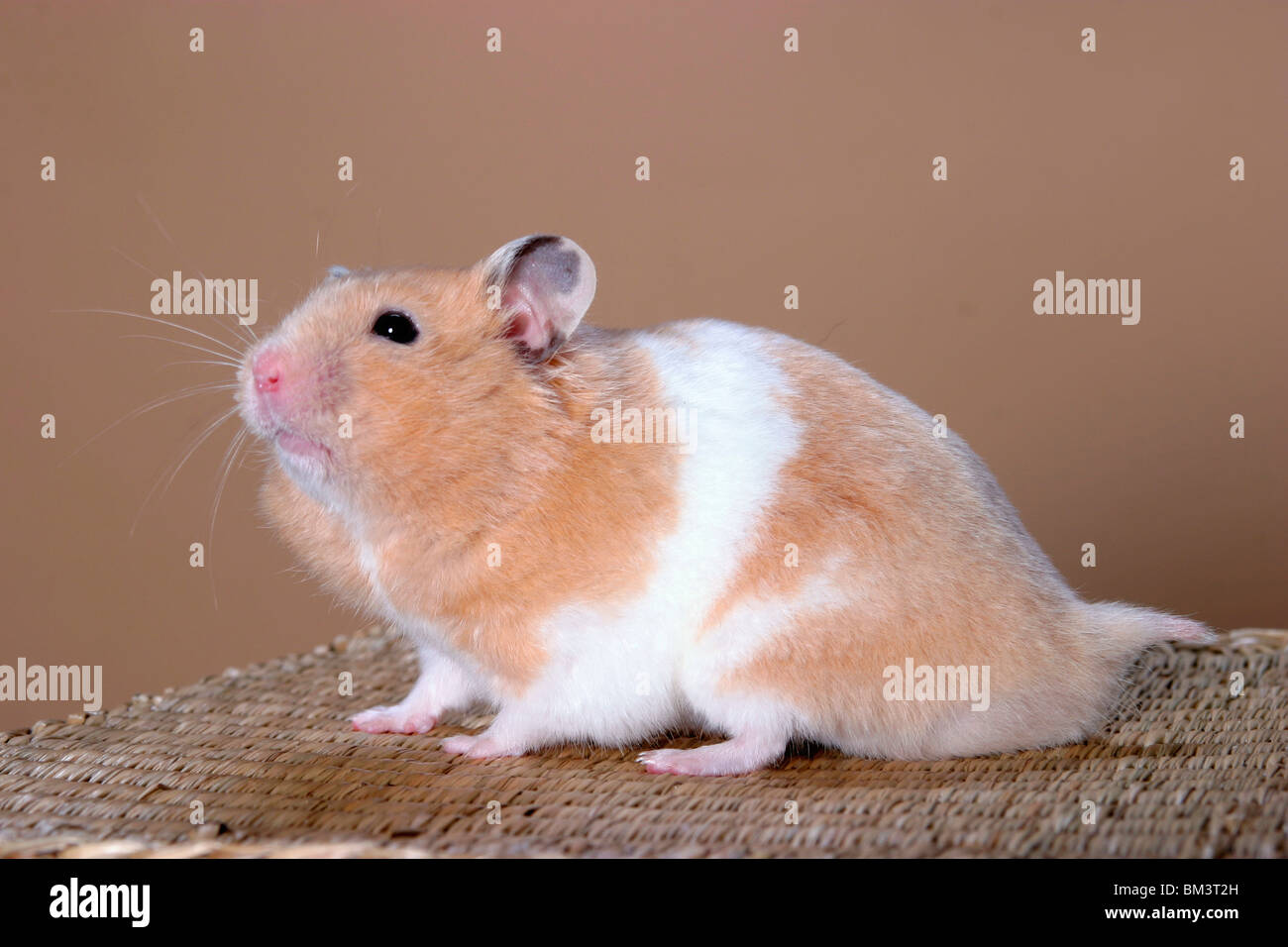Goldhamster / Hamster Stock Photo - Alamy