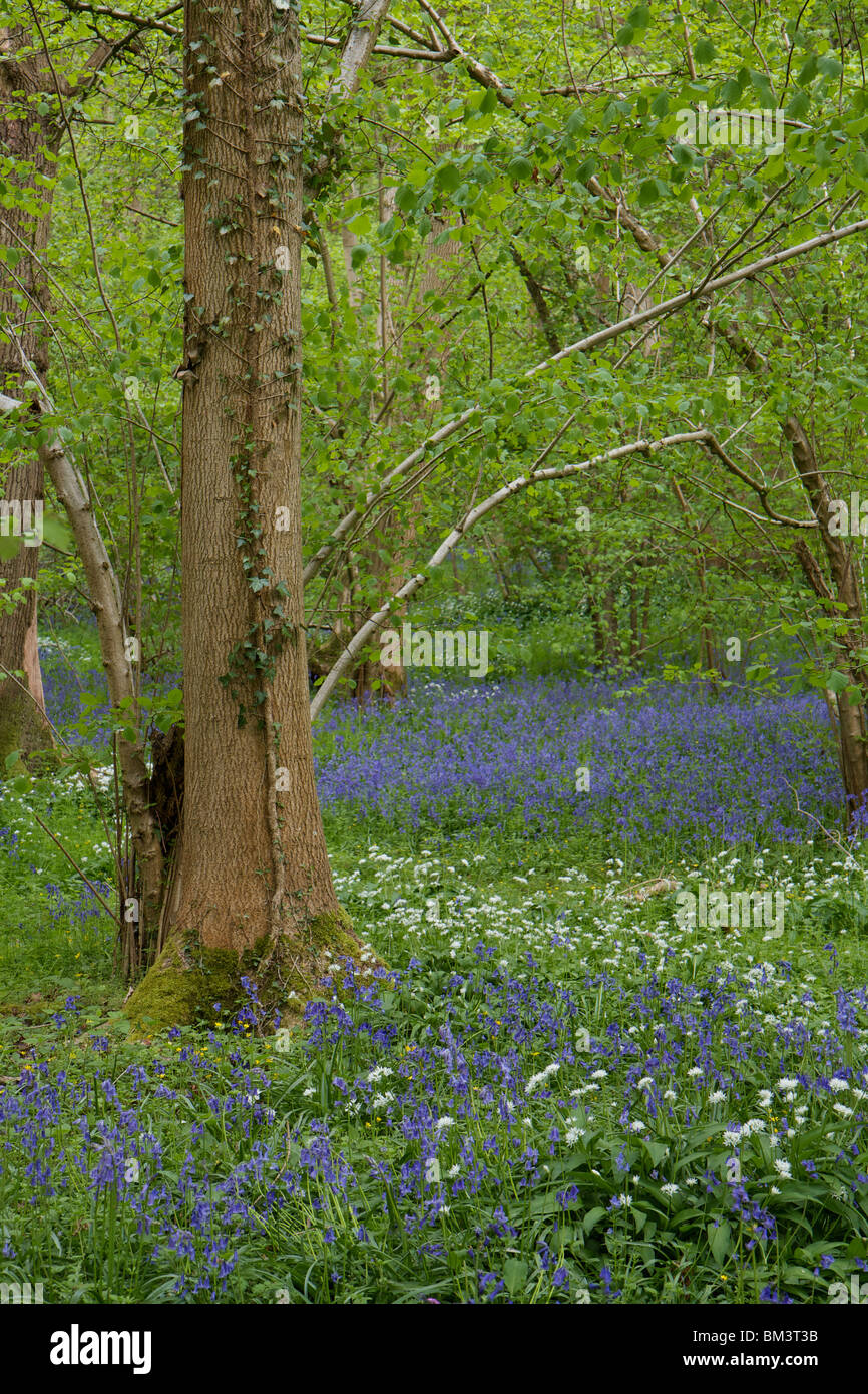English woodland floor with bluebells, wild garlic and lush green ...