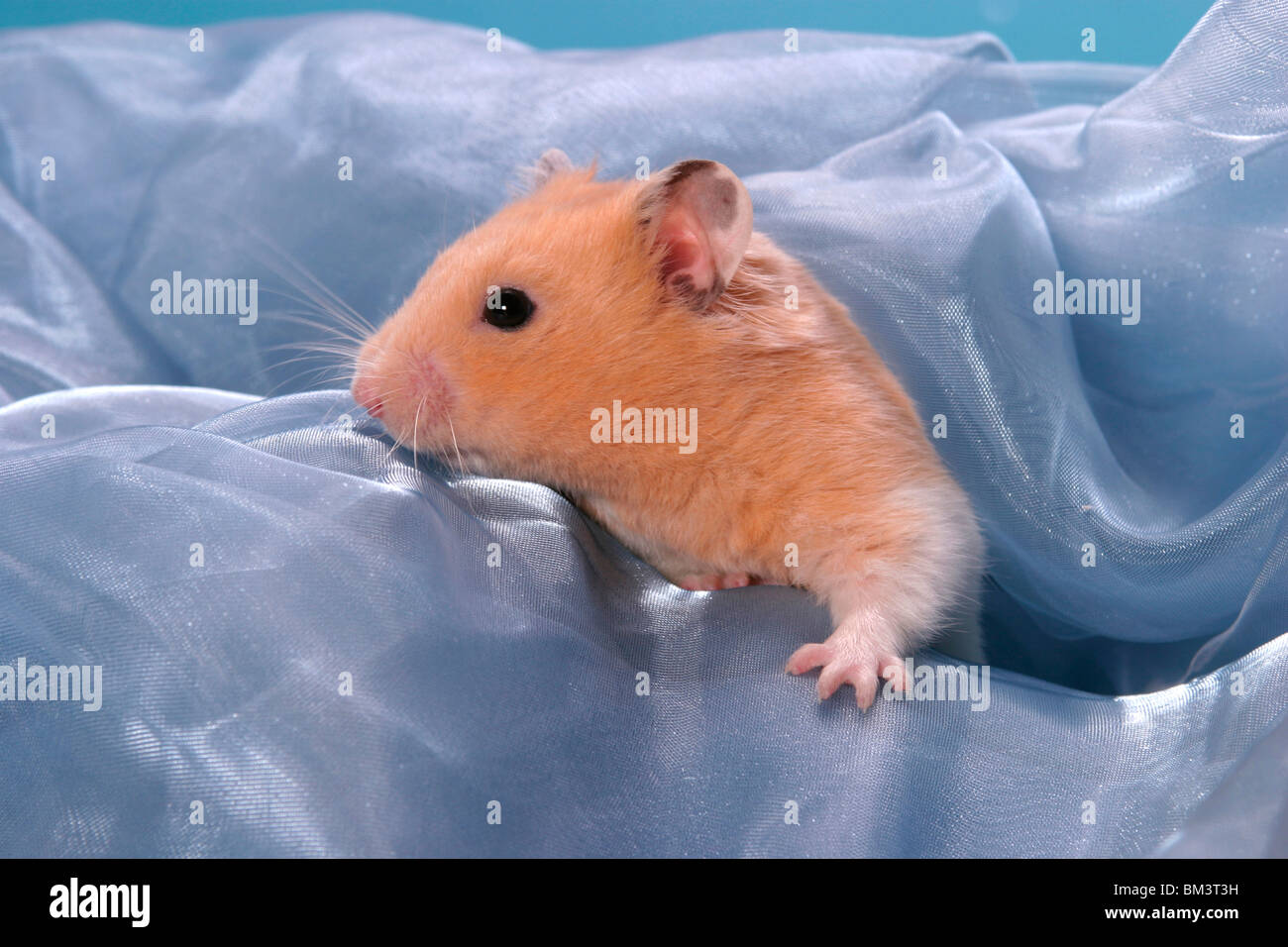 Goldhamster / Hamster Stock Photo - Alamy