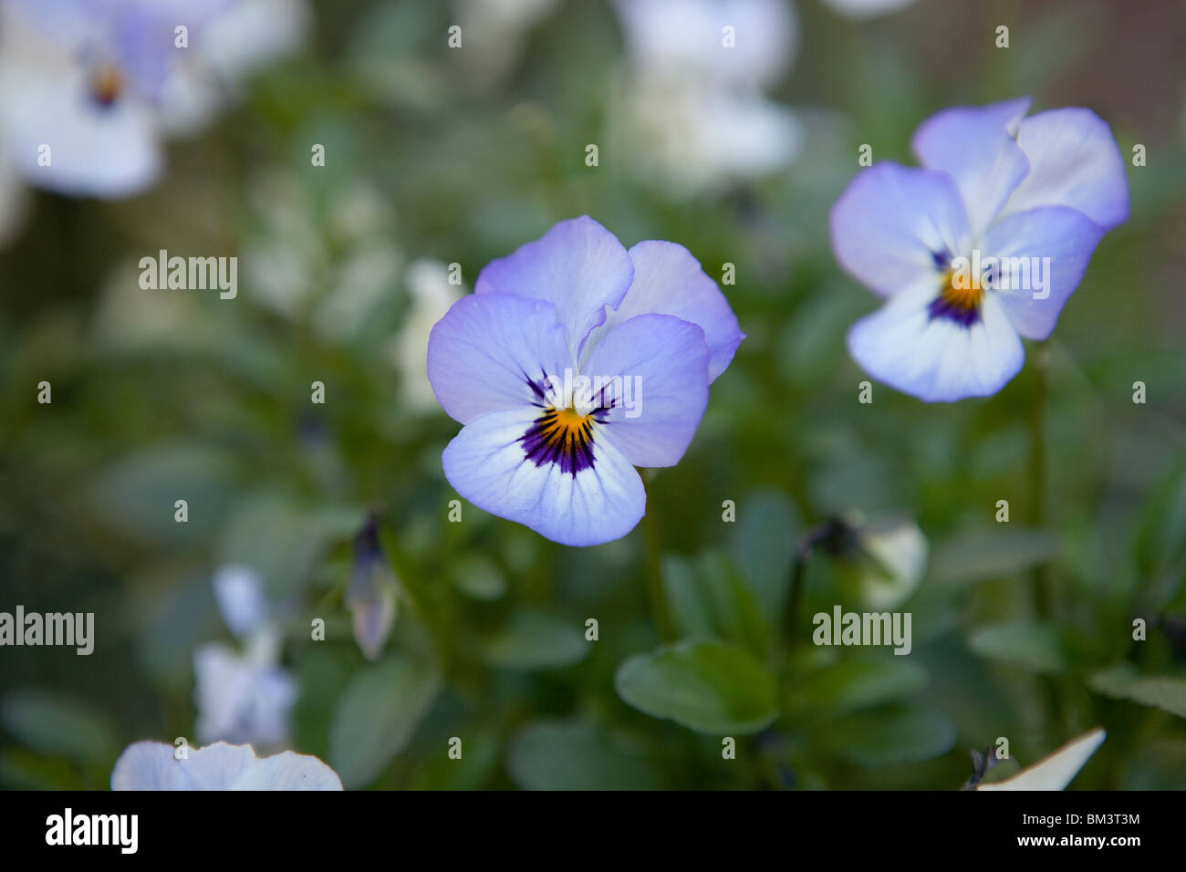 Blue and white Pansies Stock Photo - Alamy