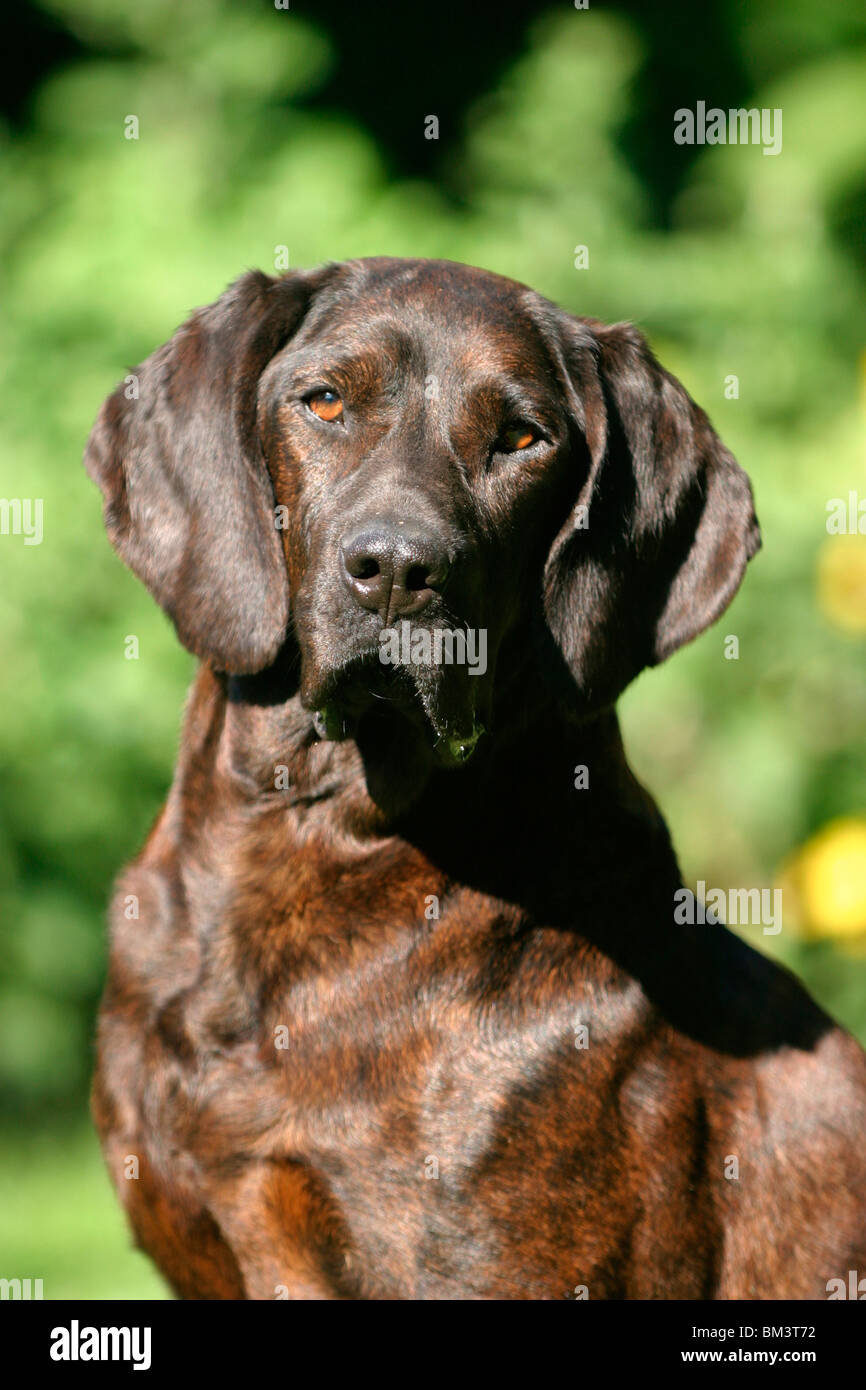 Hannoverscher schweisshund hi-res stock photography and images - Alamy