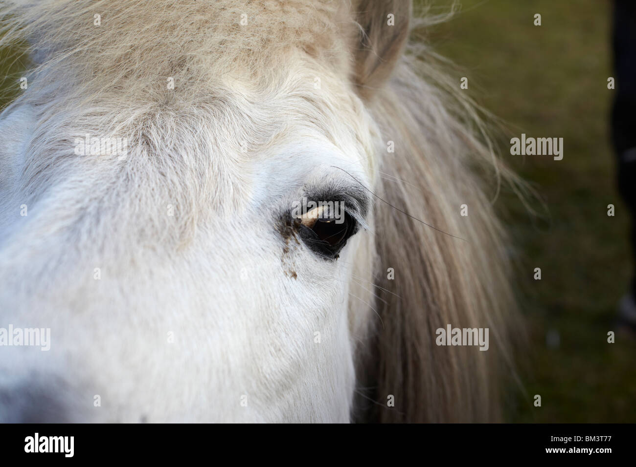 farm animals pony Stock Photo - Alamy