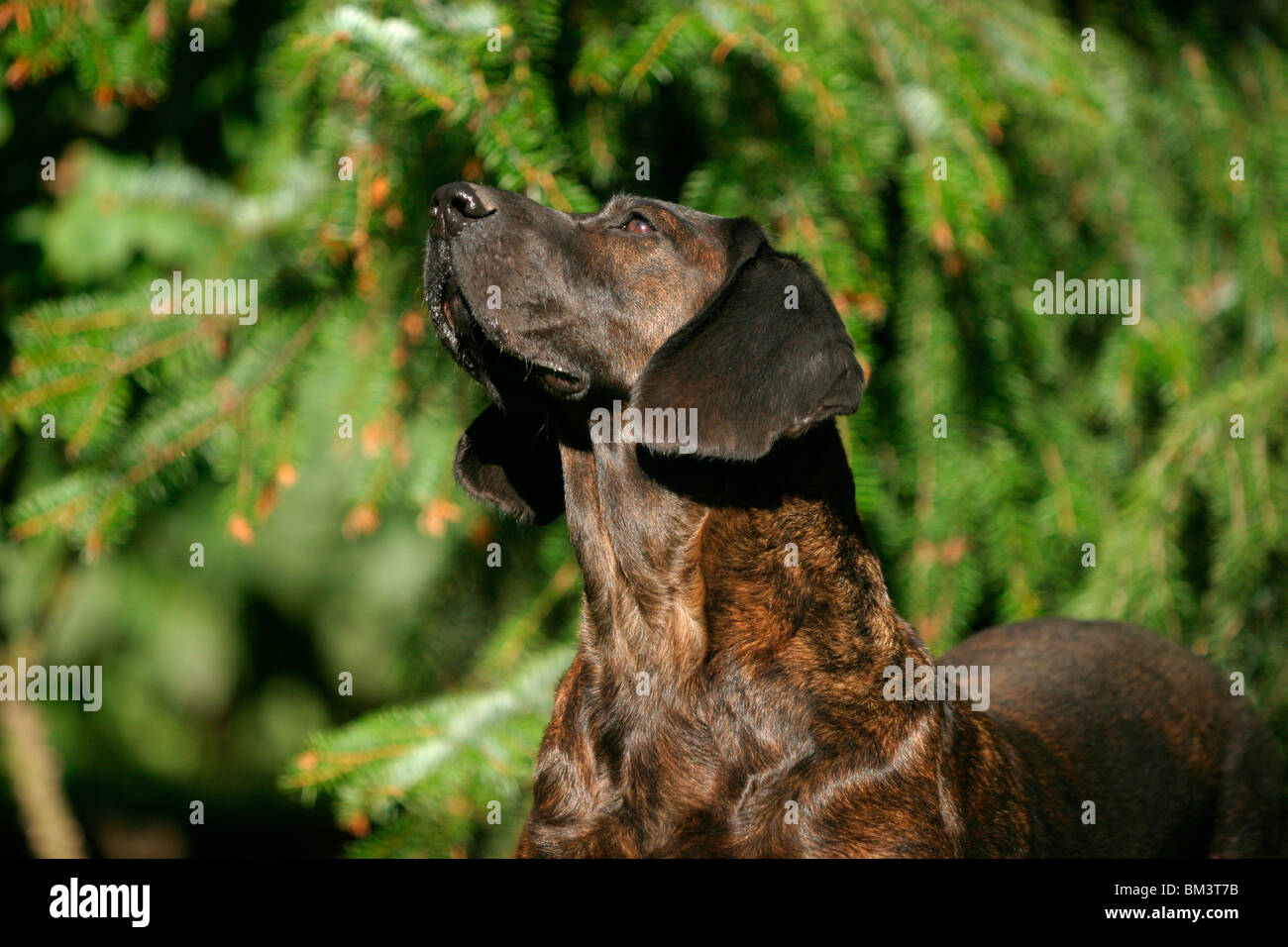 Hannoverscher Schweißhund / Hanoverian Hound Stock Photo - Alamy