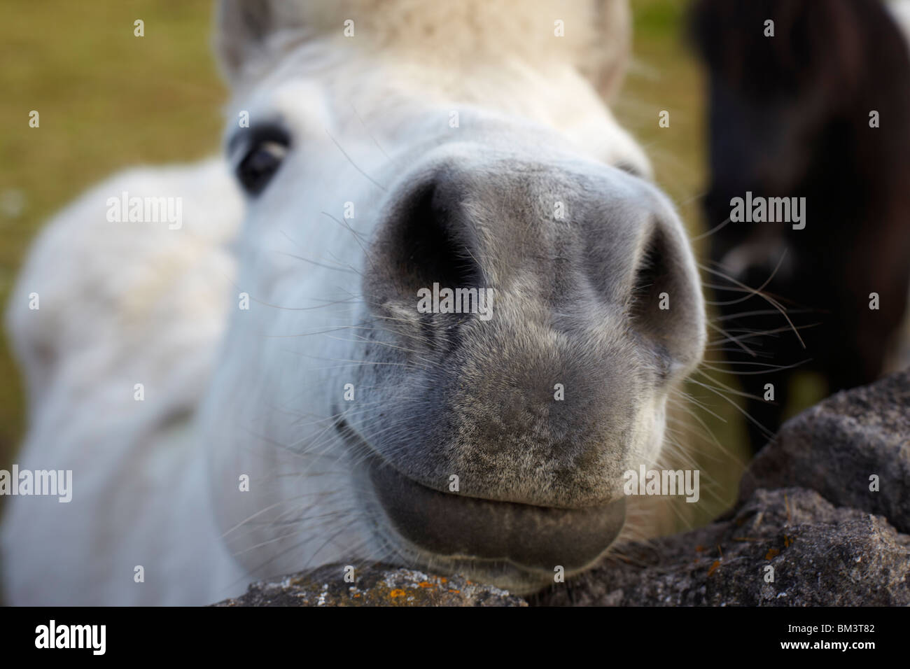 farm animals pony Stock Photo - Alamy