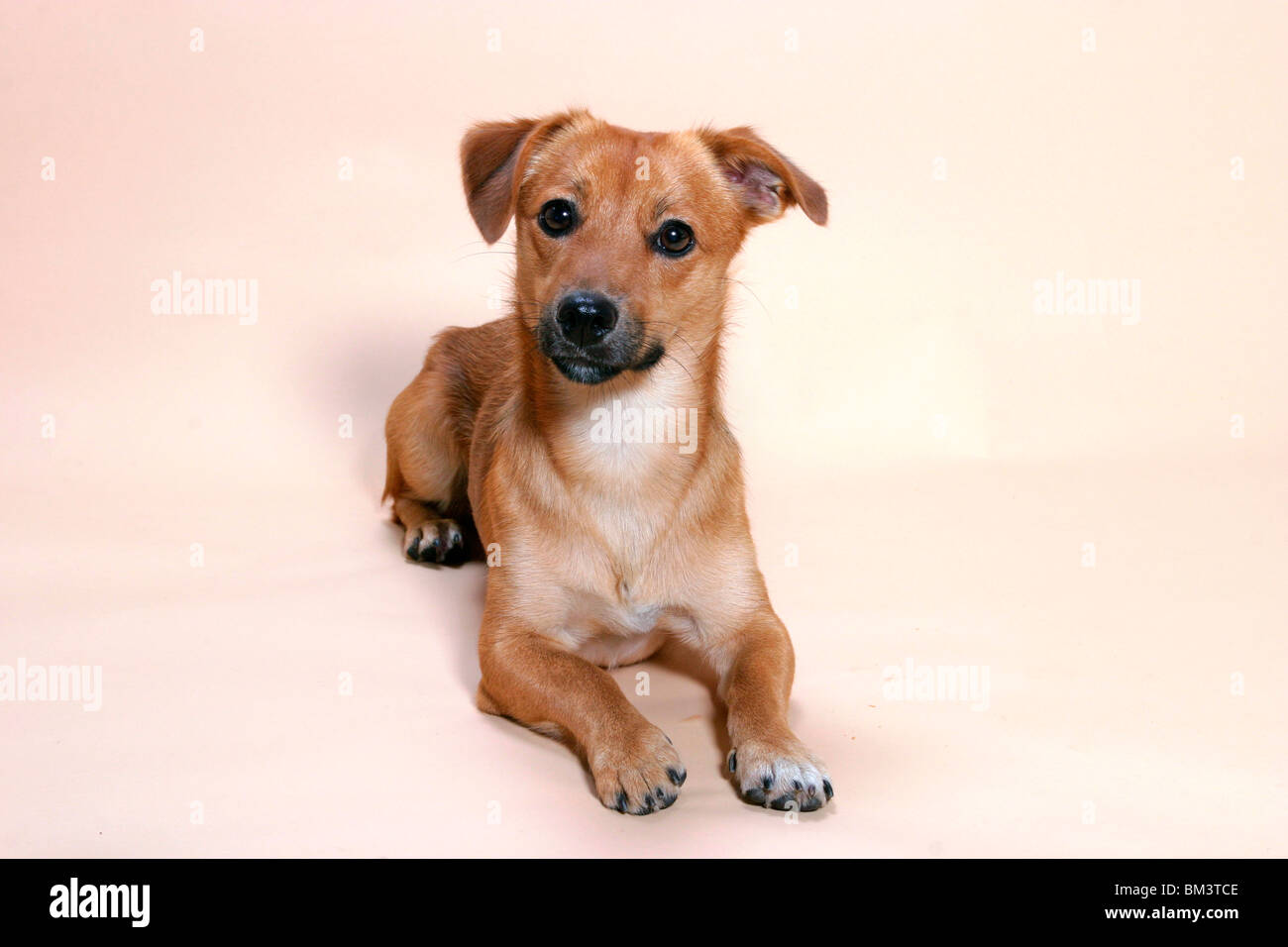 Mischling / mongrel Stock Photo - Alamy