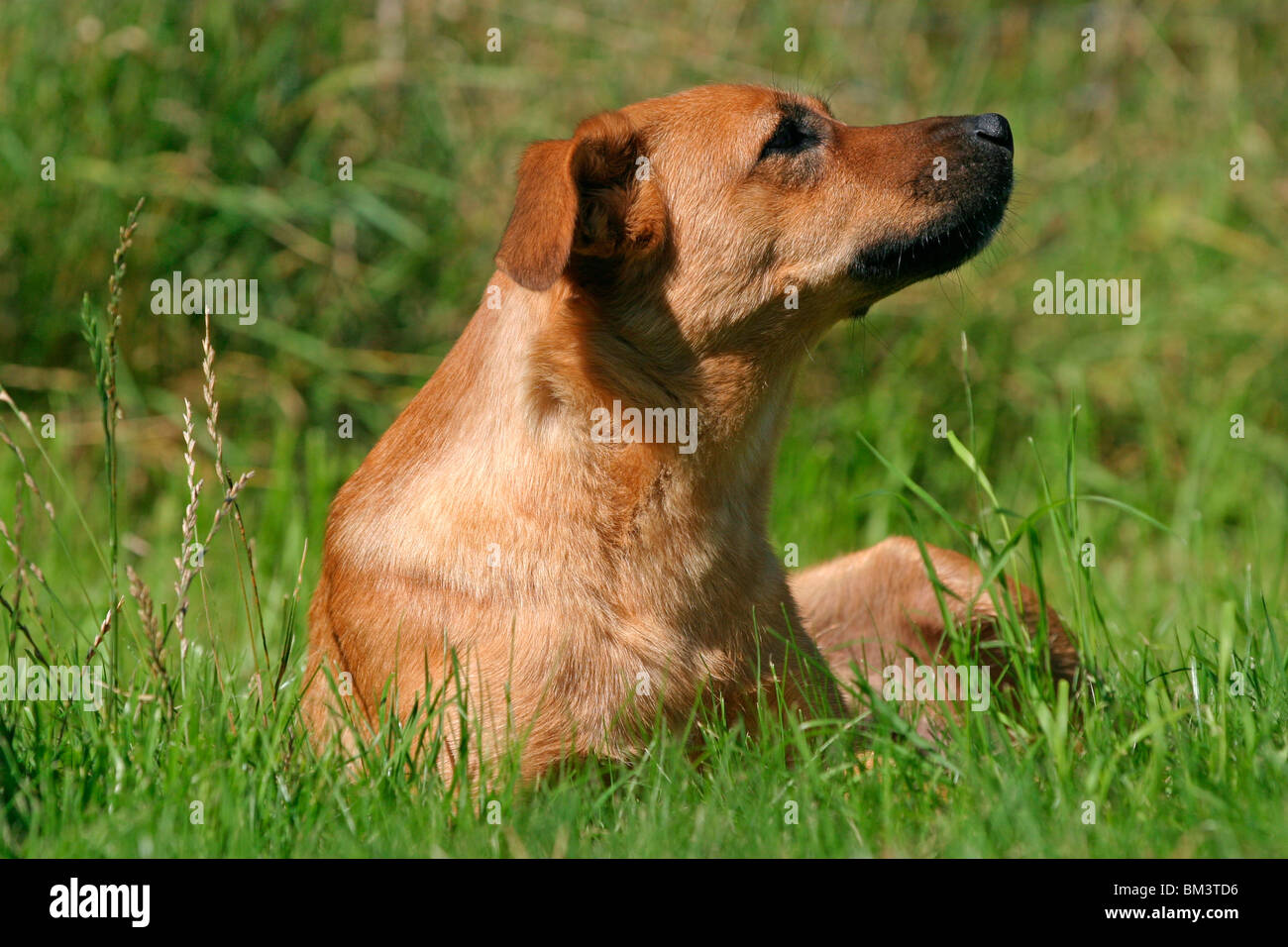 Austrian short haired pinscher hi-res stock photography and images - Alamy