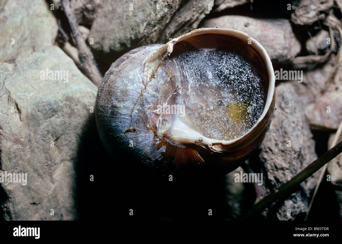 Helicidae helix aspersa hi-res stock photography and images - Alamy