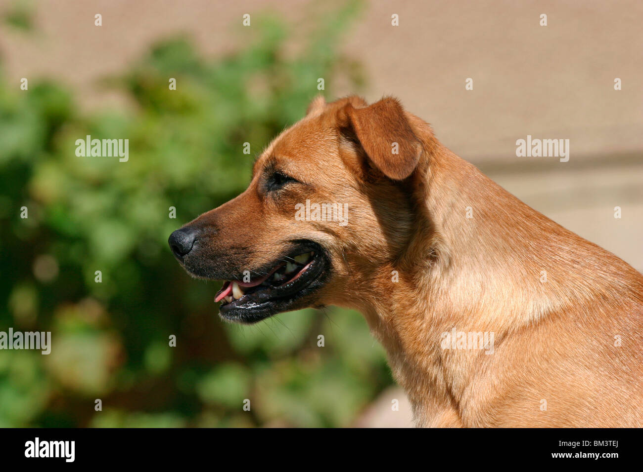 Österreichischer Pinscher Portrait / Austrian short-haired Pinscher ...