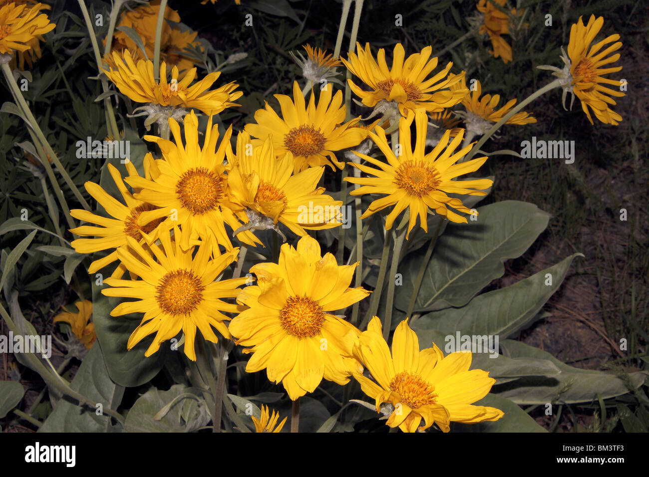 Close up of arrow leaf balsam root flowers which grow wild and bloom in ...