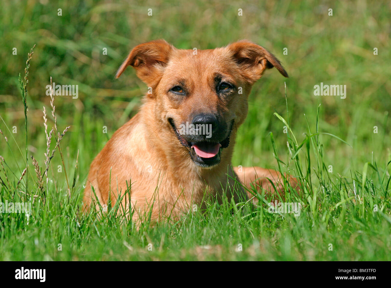 Österreichischer Pinscher / Austrian short-haired Pinscher Stock Photo ...