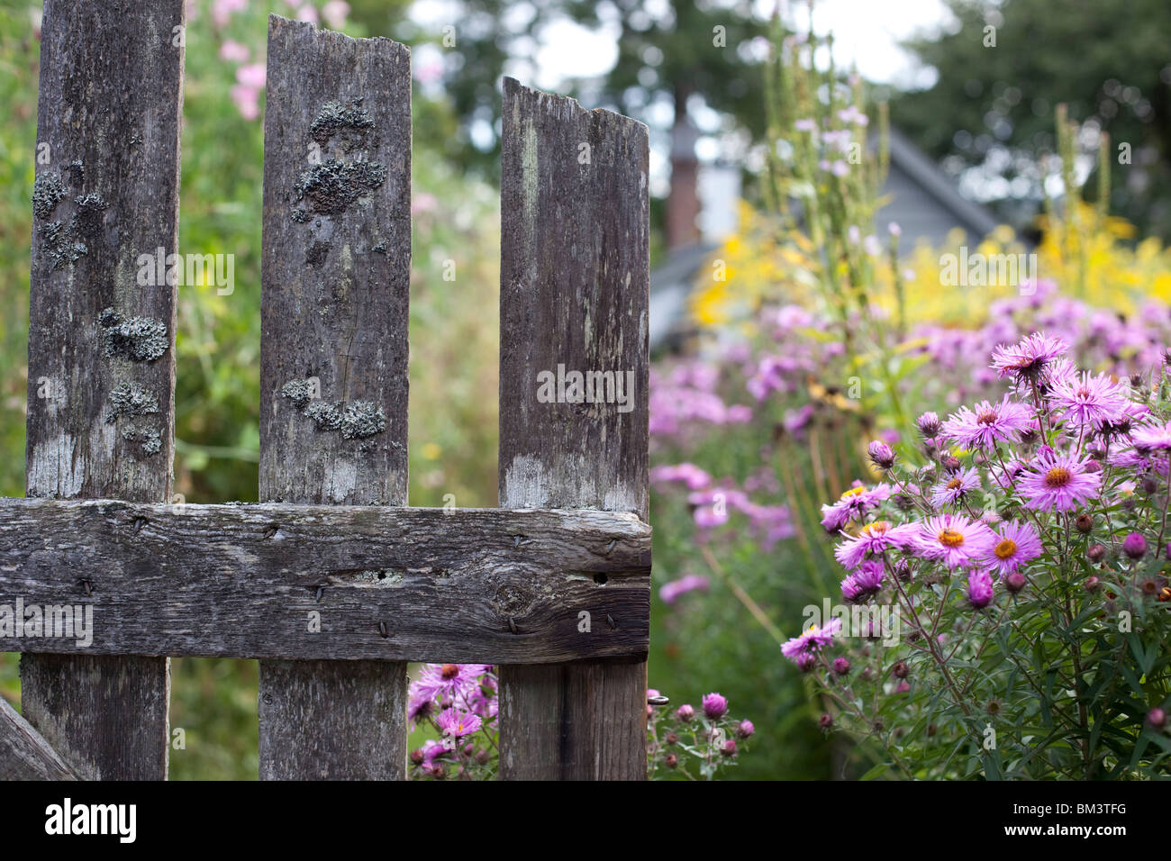 vintage gate and flowers Stock Photo - Alamy