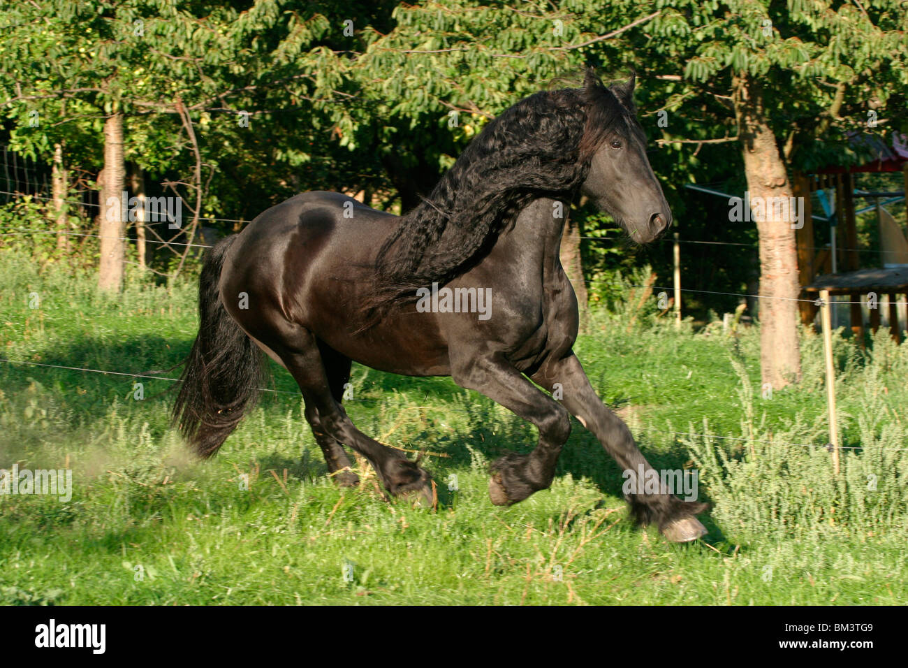 rennender Friesenhengst / running Friesian stallion Stock Photo - Alamy