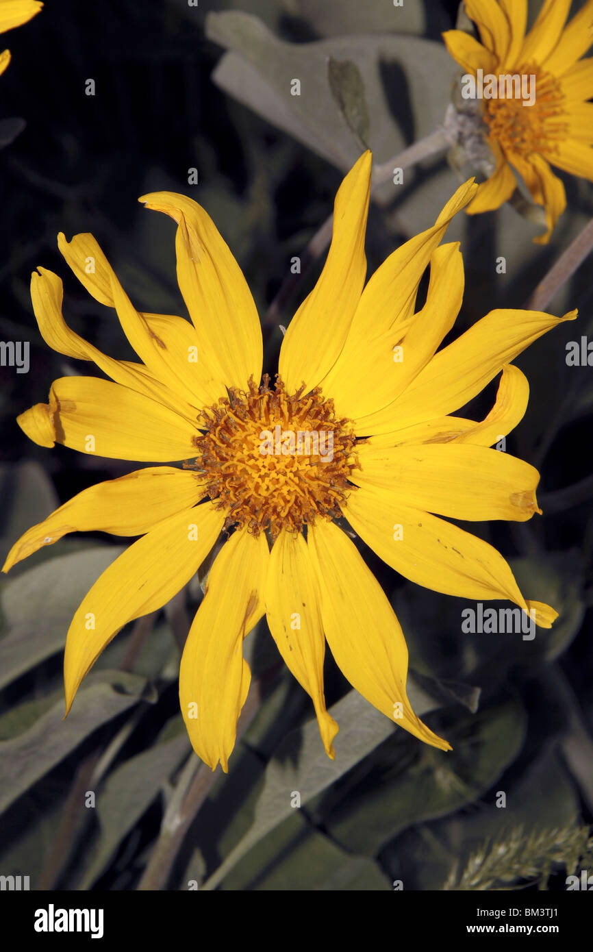 Arrow with flowers hi-res stock photography and images - Alamy