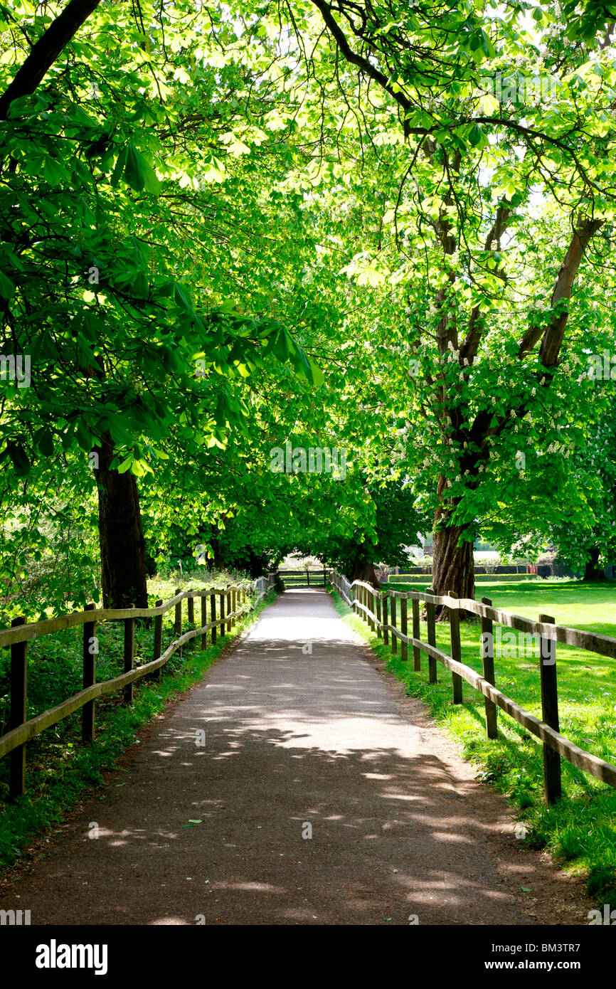 Path through woods in sunshine Stock Photo - Alamy