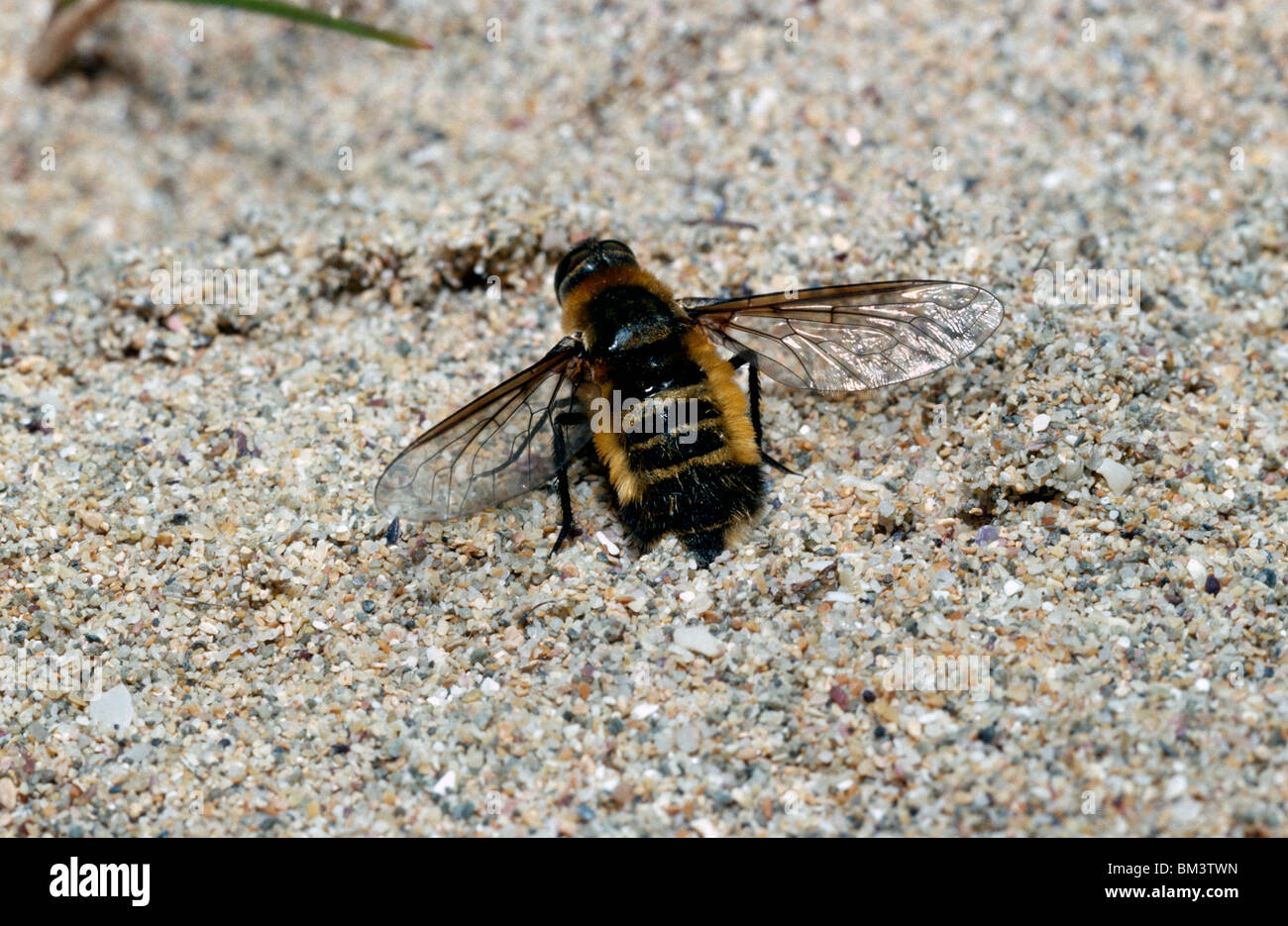 Dune bee fly (Villa modesta: Bombyliidae) female laying her eggs into the sand of a coastal sand ...