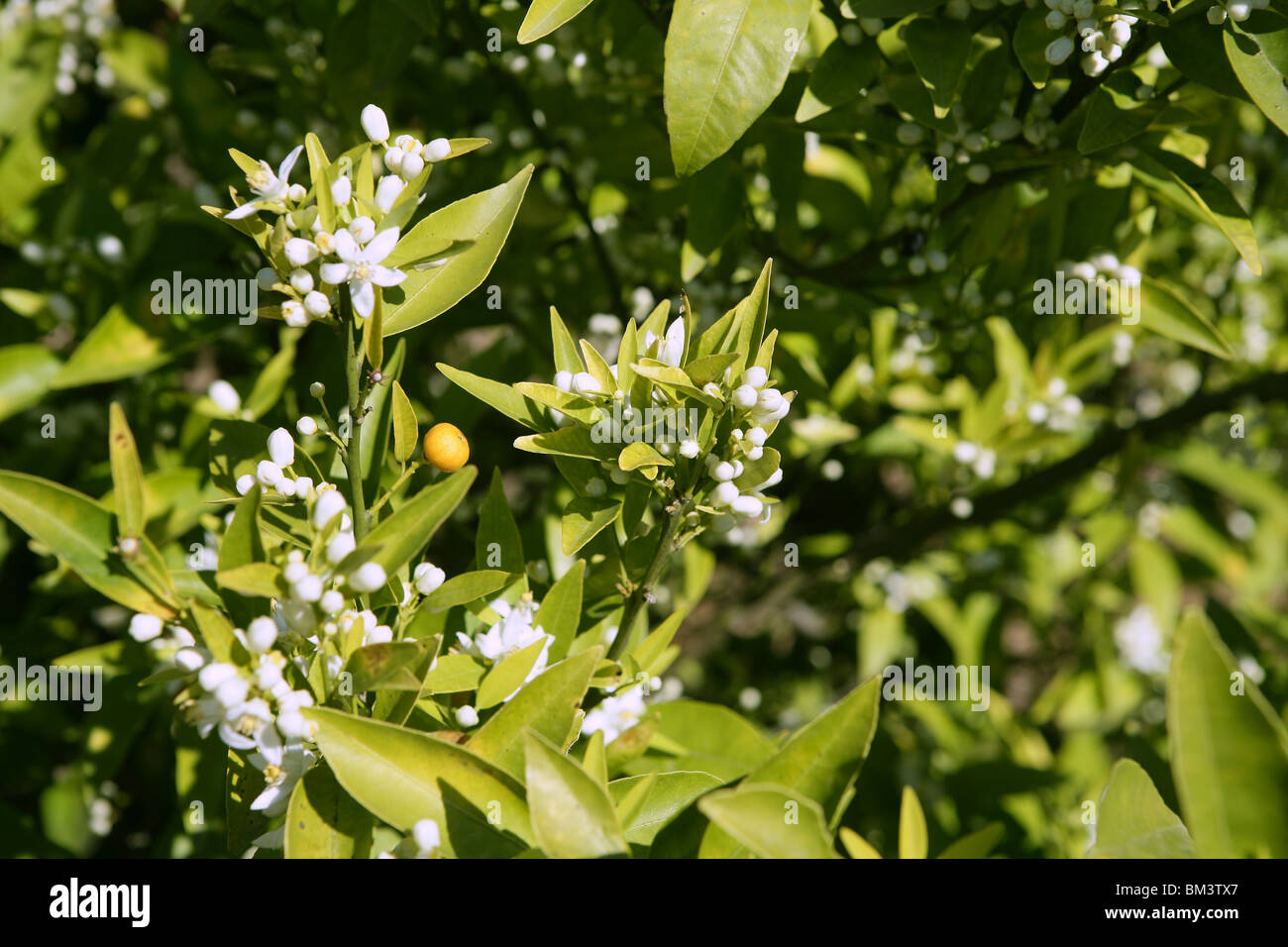 Orange tree flowers during spring in Spain Stock Photo - Alamy