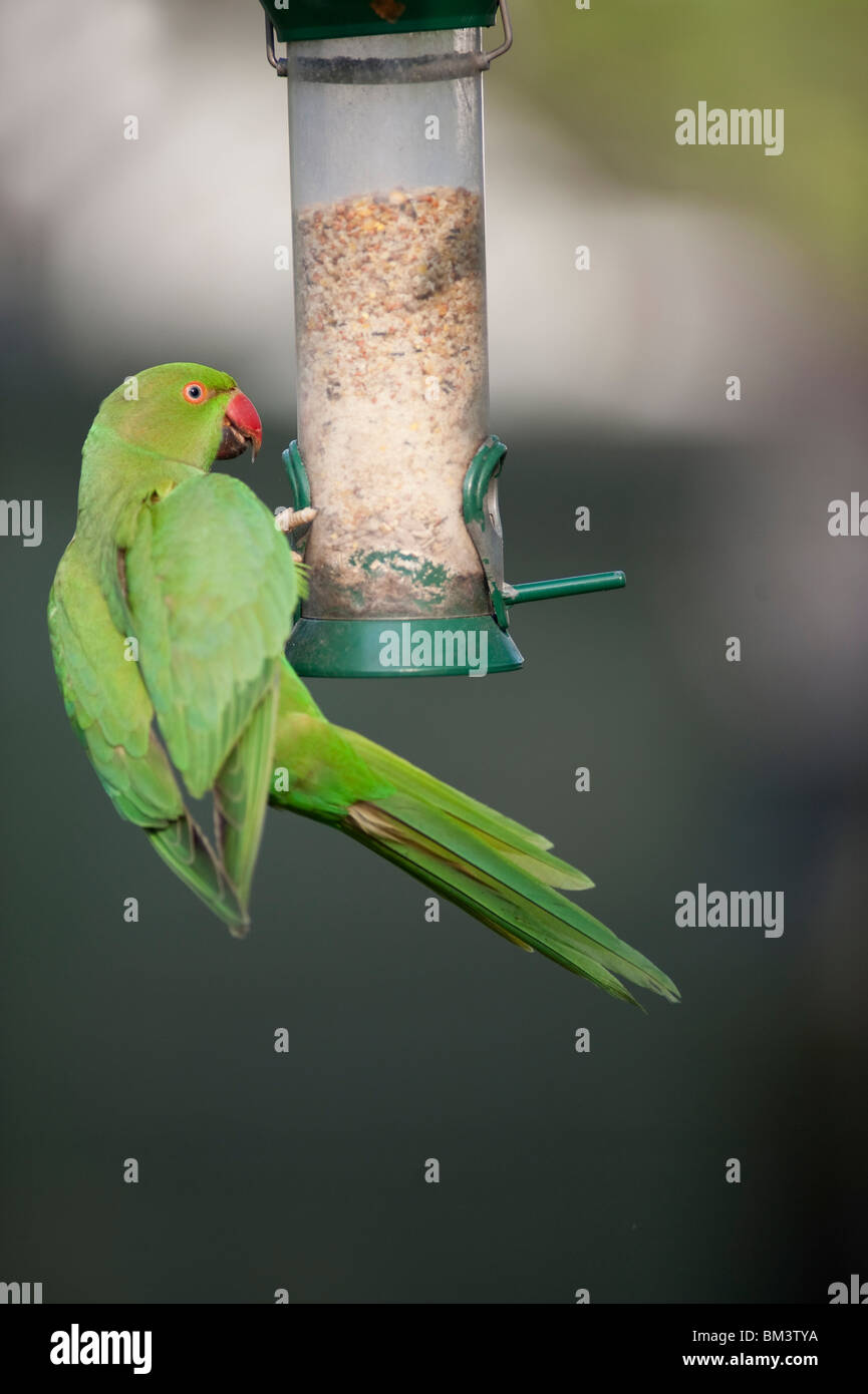 Ringnecked Parakeet, Psittacula krameri, on garden nut feeder, London ...