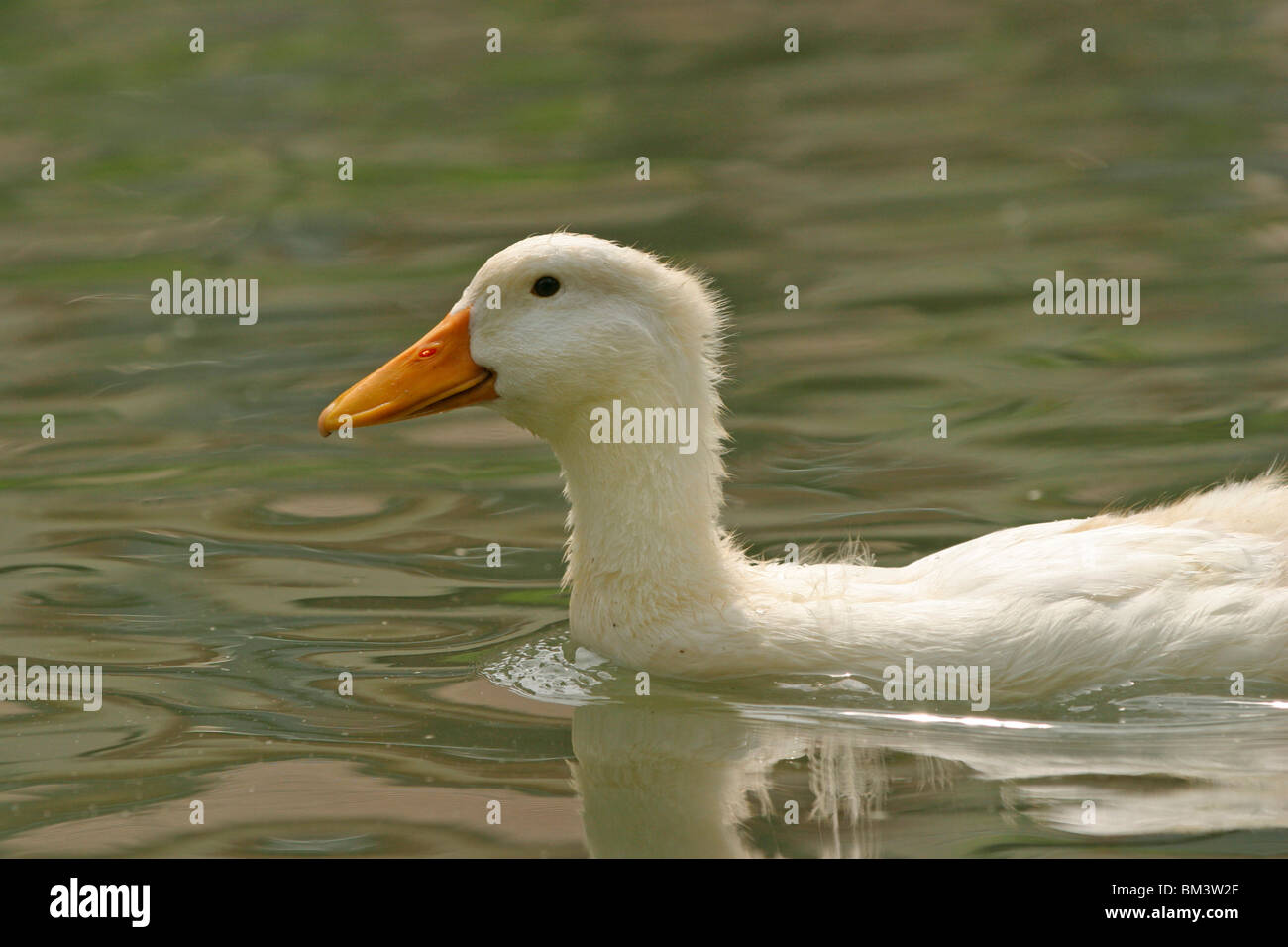 weiße Ente / white duck Stock Photo - Alamy