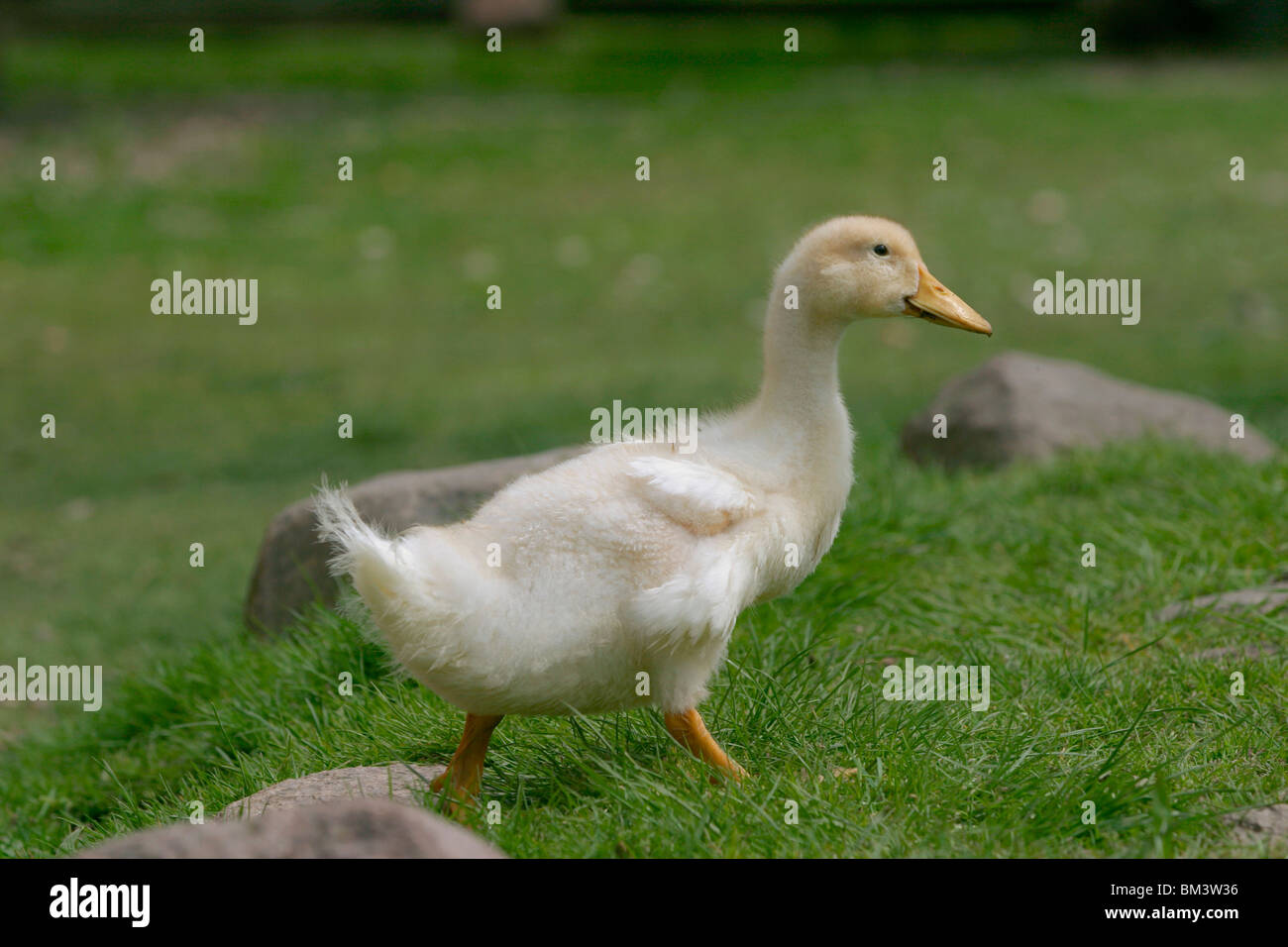 weiße Ente / white duck Stock Photo - Alamy