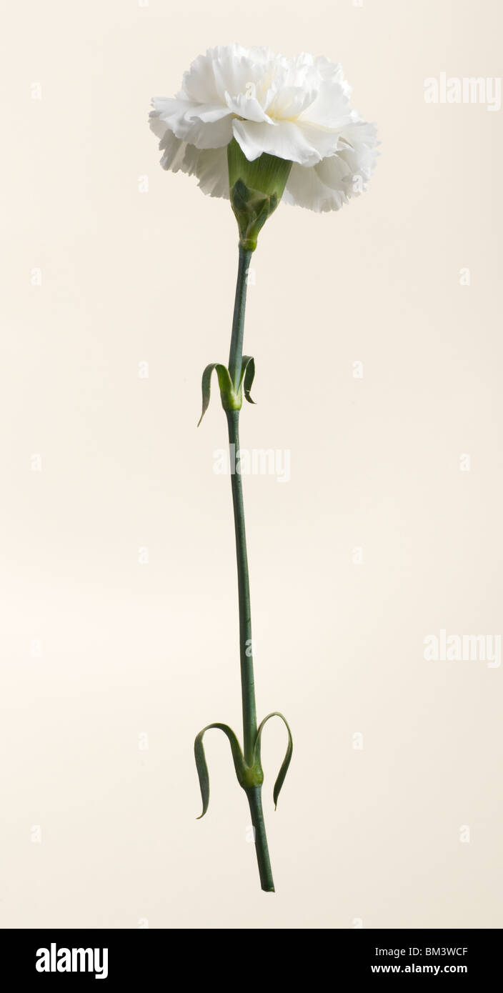 Single white carnation flower against neutral studio background Stock ...