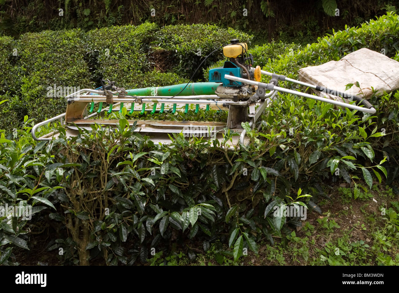 Tea picking machine, Malaysia. Speically designed two man gas driven ...