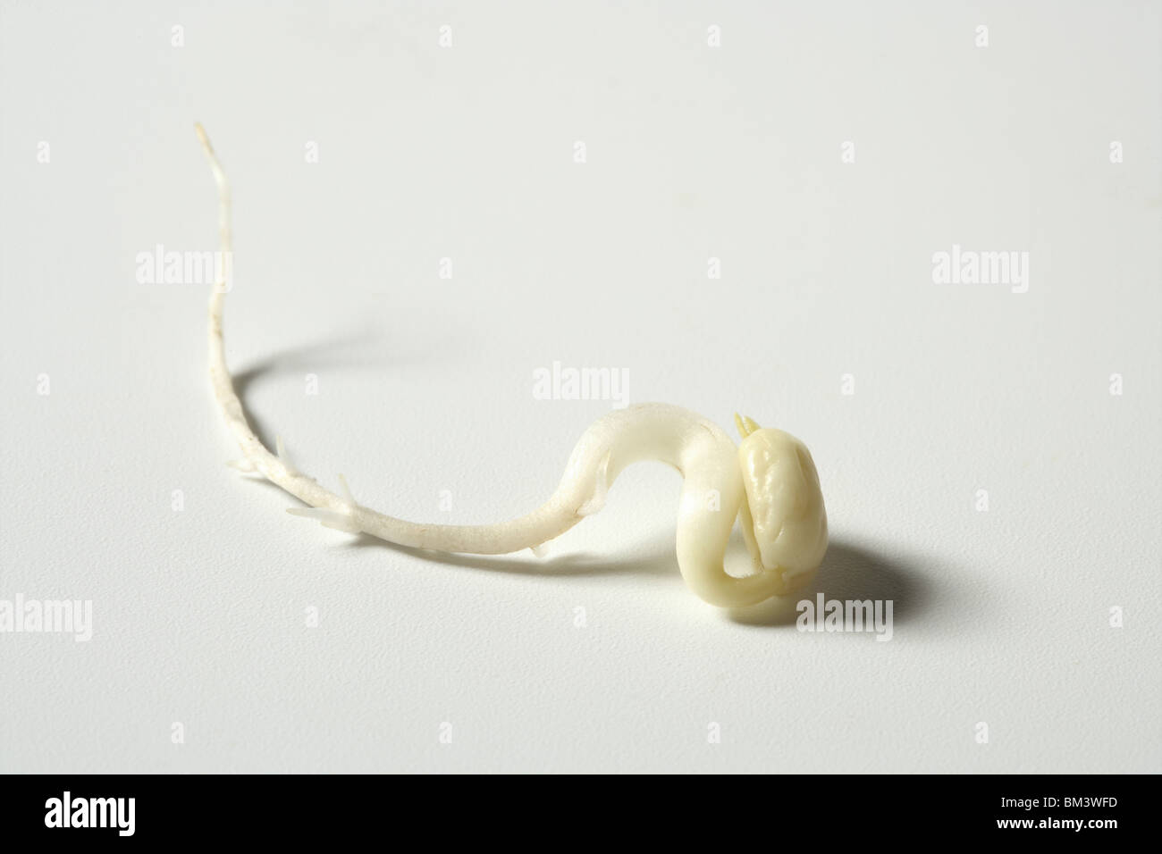 Soy bean outbreak. Life growing from soya seed, embryo Stock Photo - Alamy