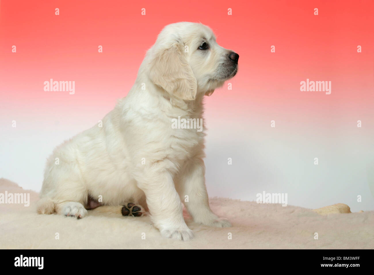 Golden Retriever Welpe / Golden Retriever Puppy Stock Photo - Alamy
