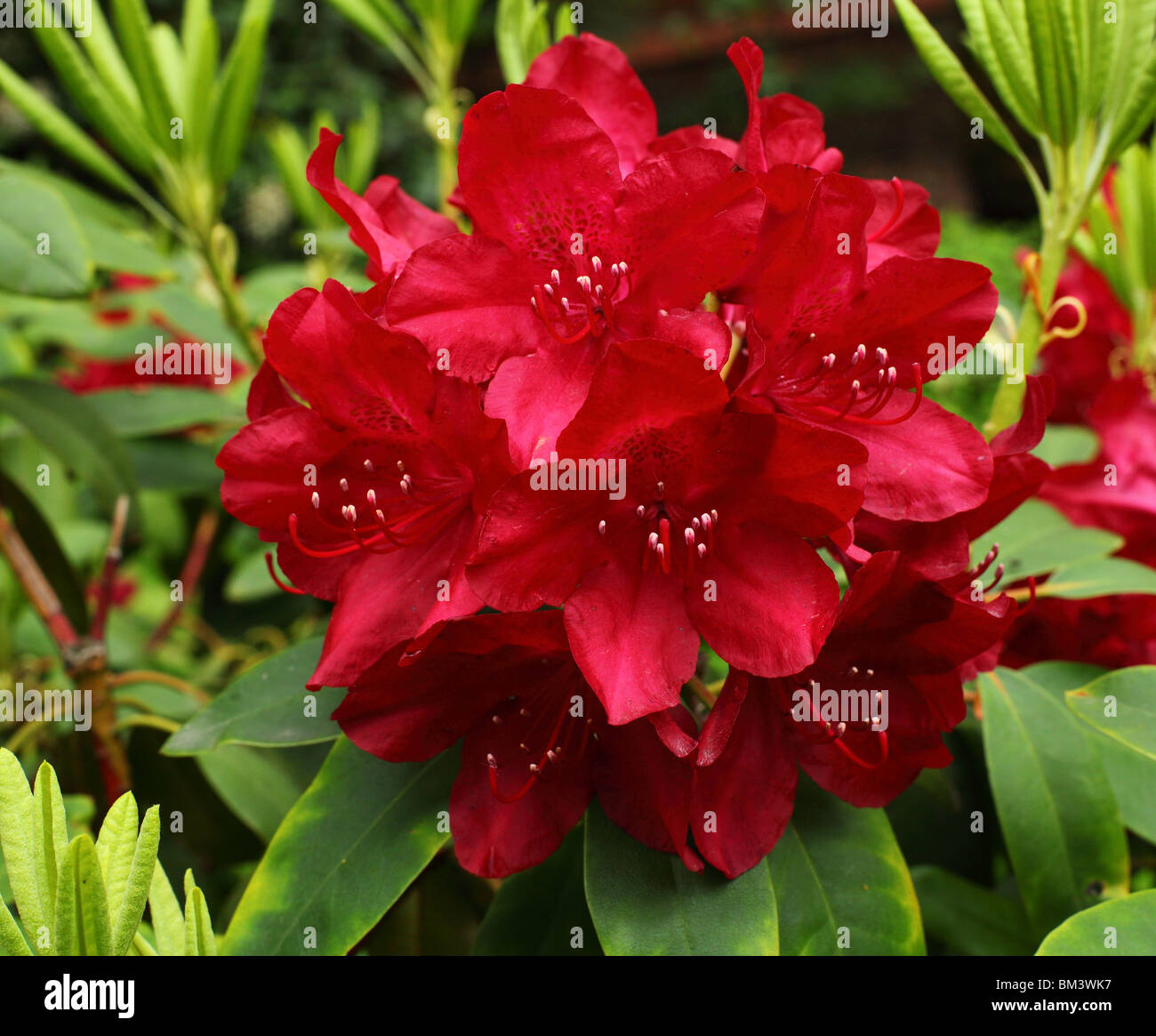 Red spring rhododendron blossom Rhododendron "Francesca Stock Photo - Alamy