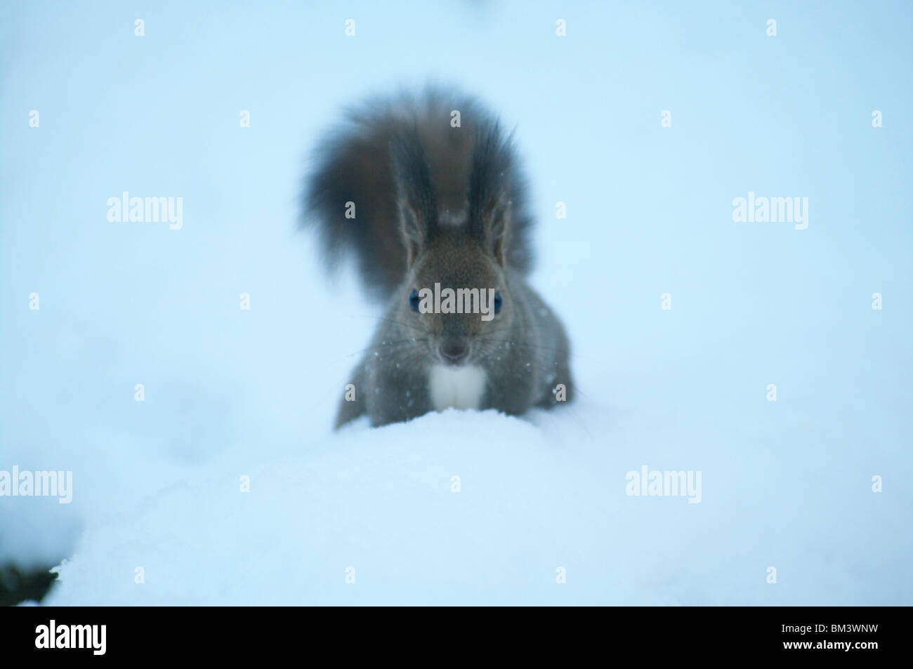 Eurasian red squirrel in snow Stock Photo - Alamy