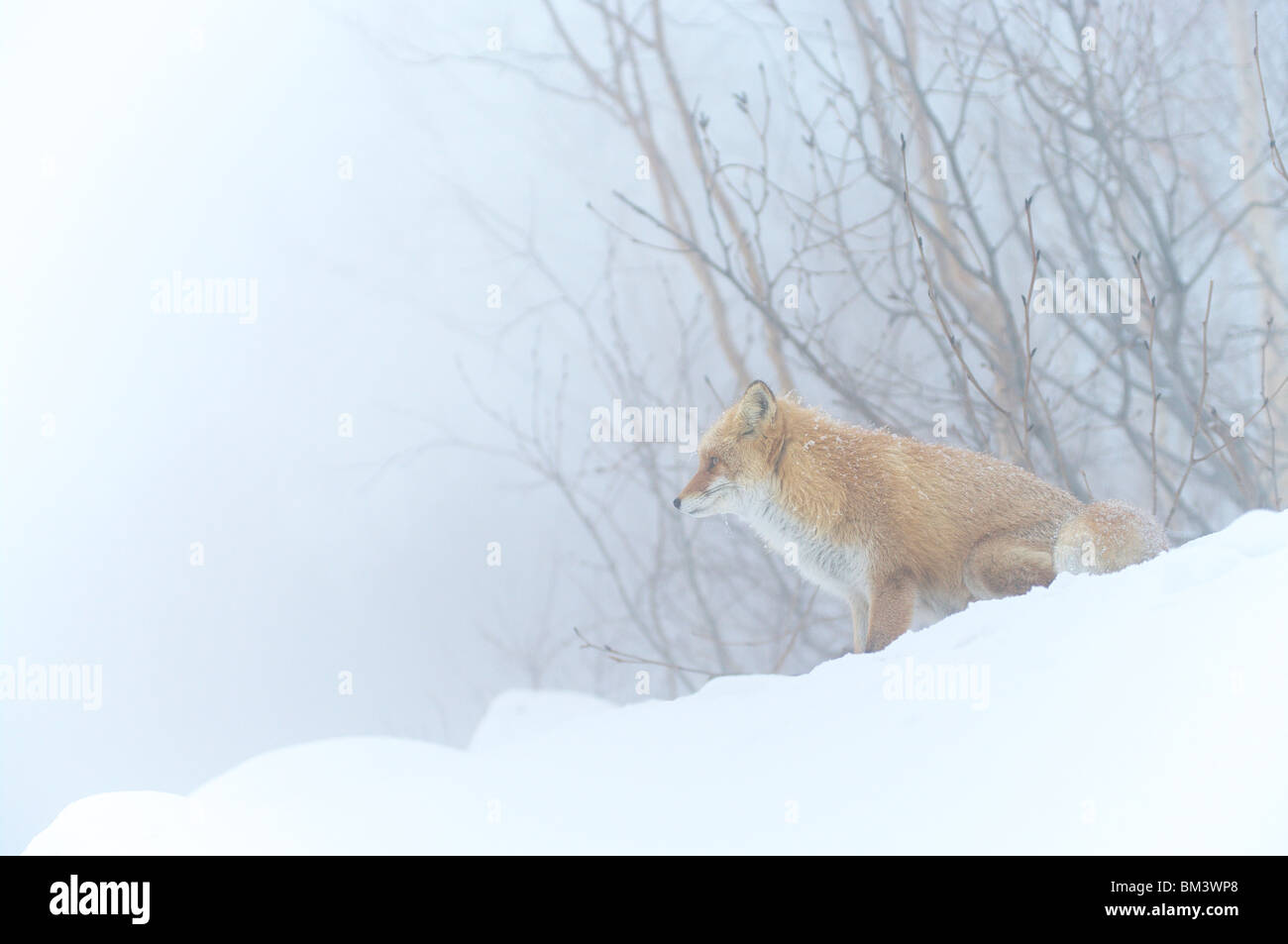 Red fox in snow Stock Photo - Alamy