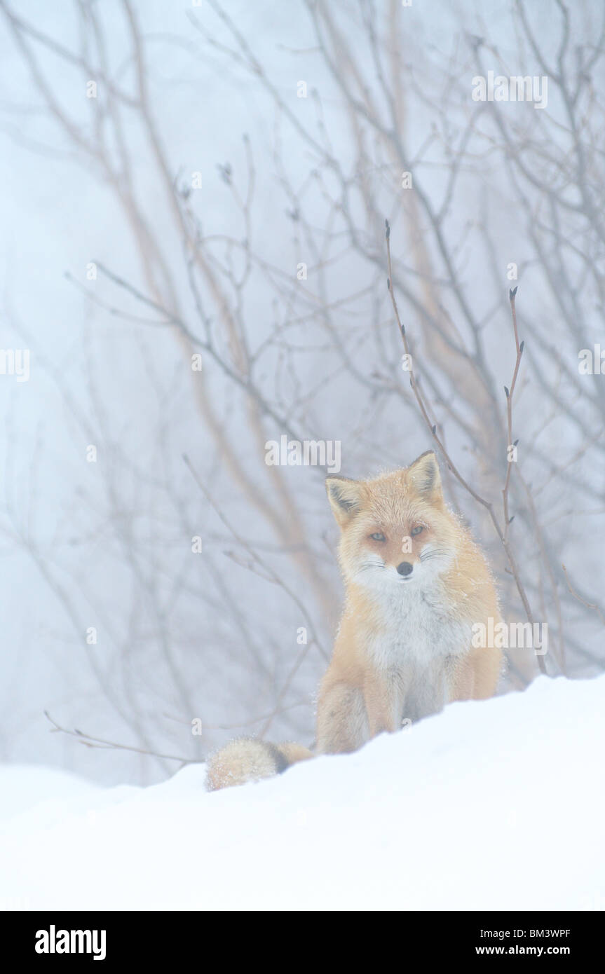 Red fox in snow Stock Photo - Alamy
