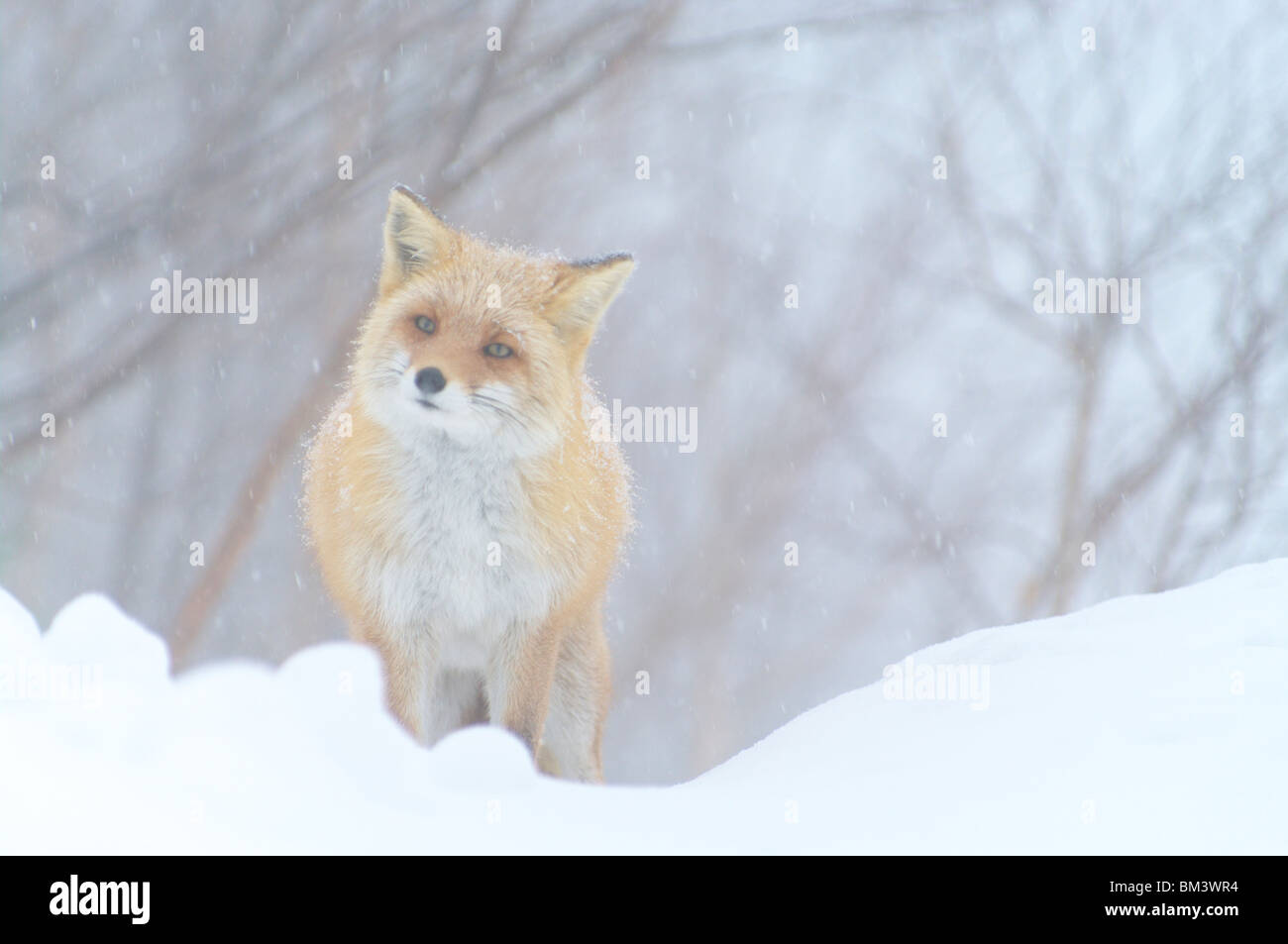 Red fox in snow Stock Photo - Alamy