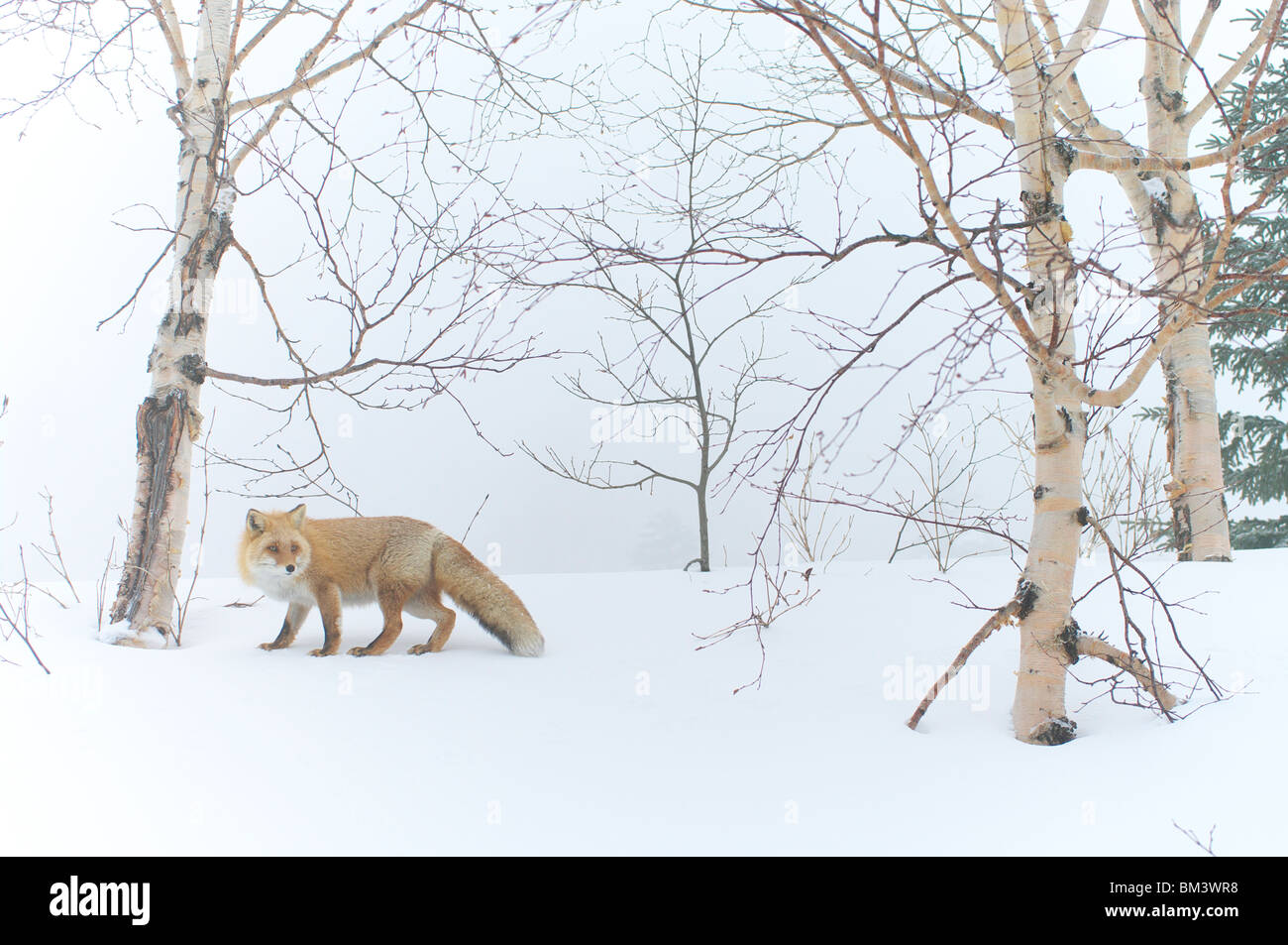 Red fox in snow in forest Stock Photo - Alamy