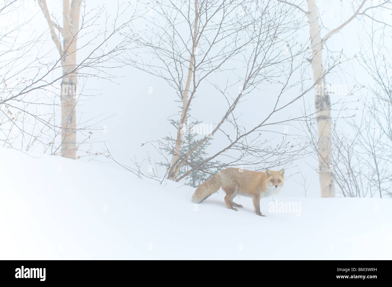 Red fox in snow in forest Stock Photo - Alamy
