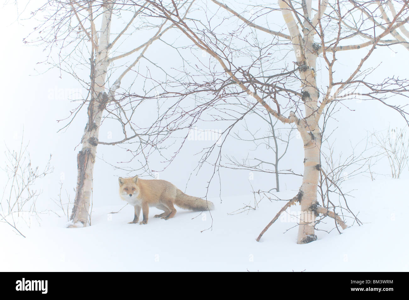 Red fox in snow in forest Stock Photo - Alamy