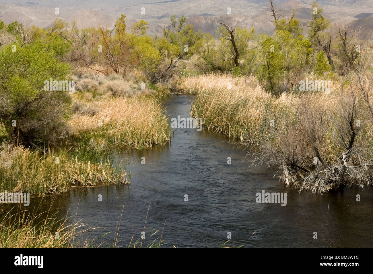 Lower Owens River section that was rewatered by the LADWP. Flows are at ...