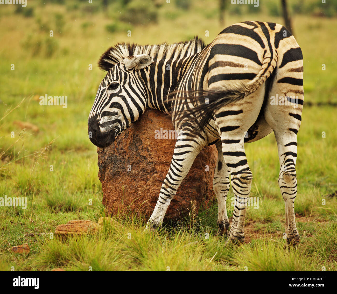Zebra scratch scratching rock rain hi-res stock photography and images ...