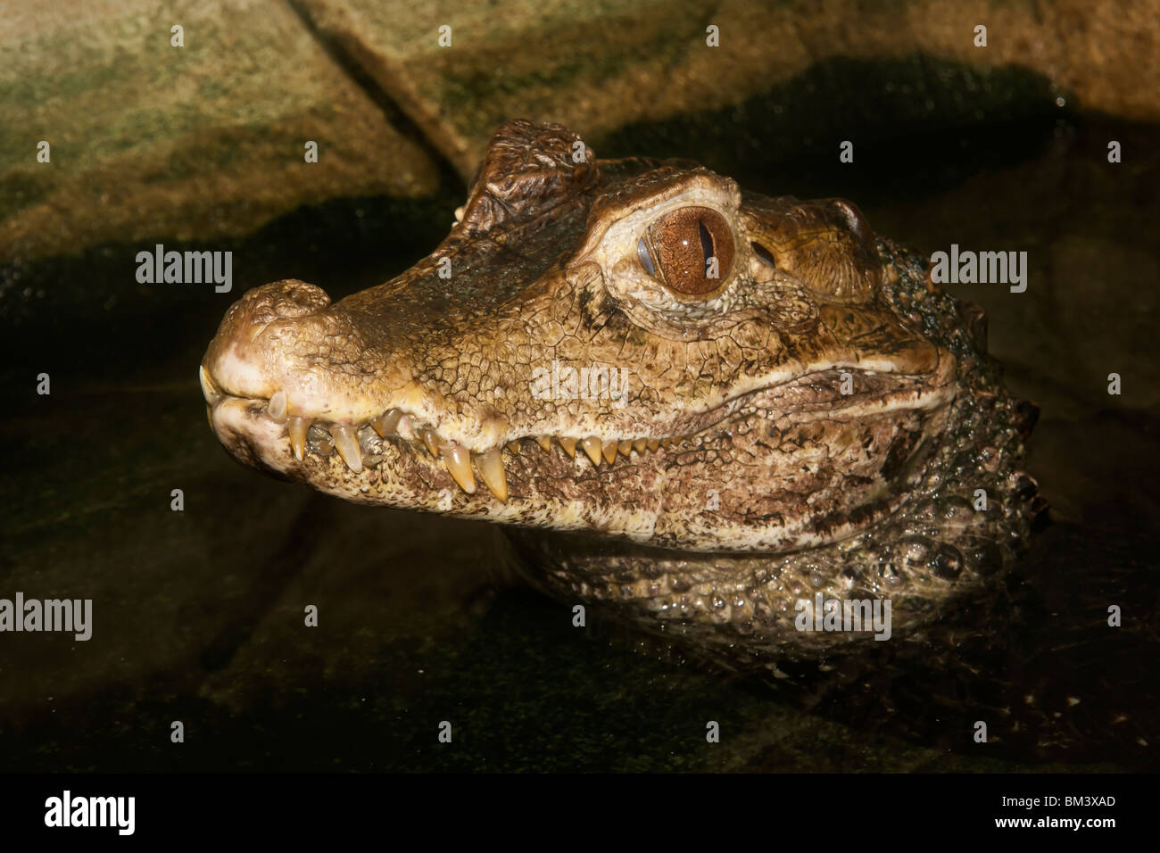 Dwarf caiman hi-res stock photography and images - Alamy