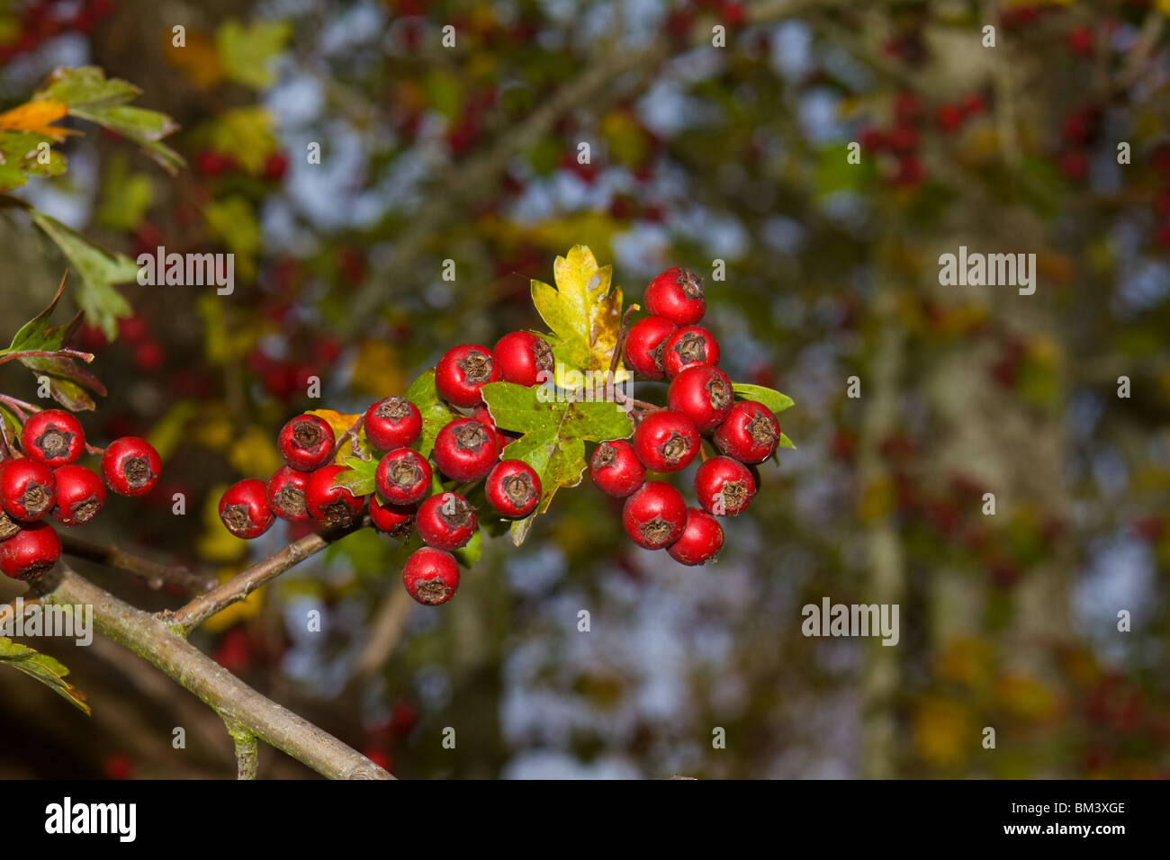 A Look at Life in New Zealand: Hawthorn Berries: reportedly strengthen ...