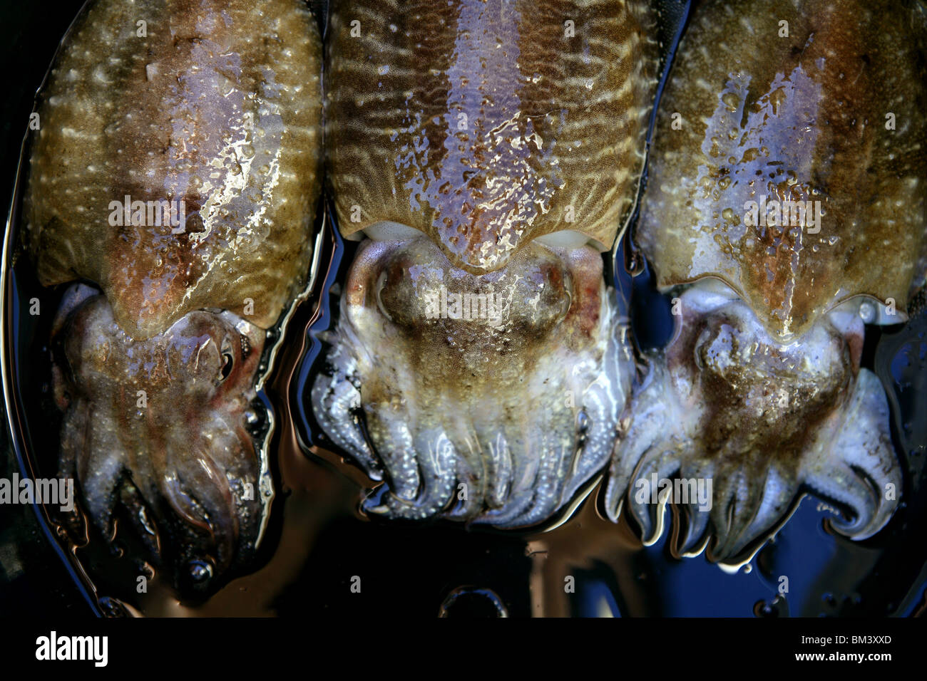 Cuttlefish squid over black water background, mediterranean Stock Photo ...