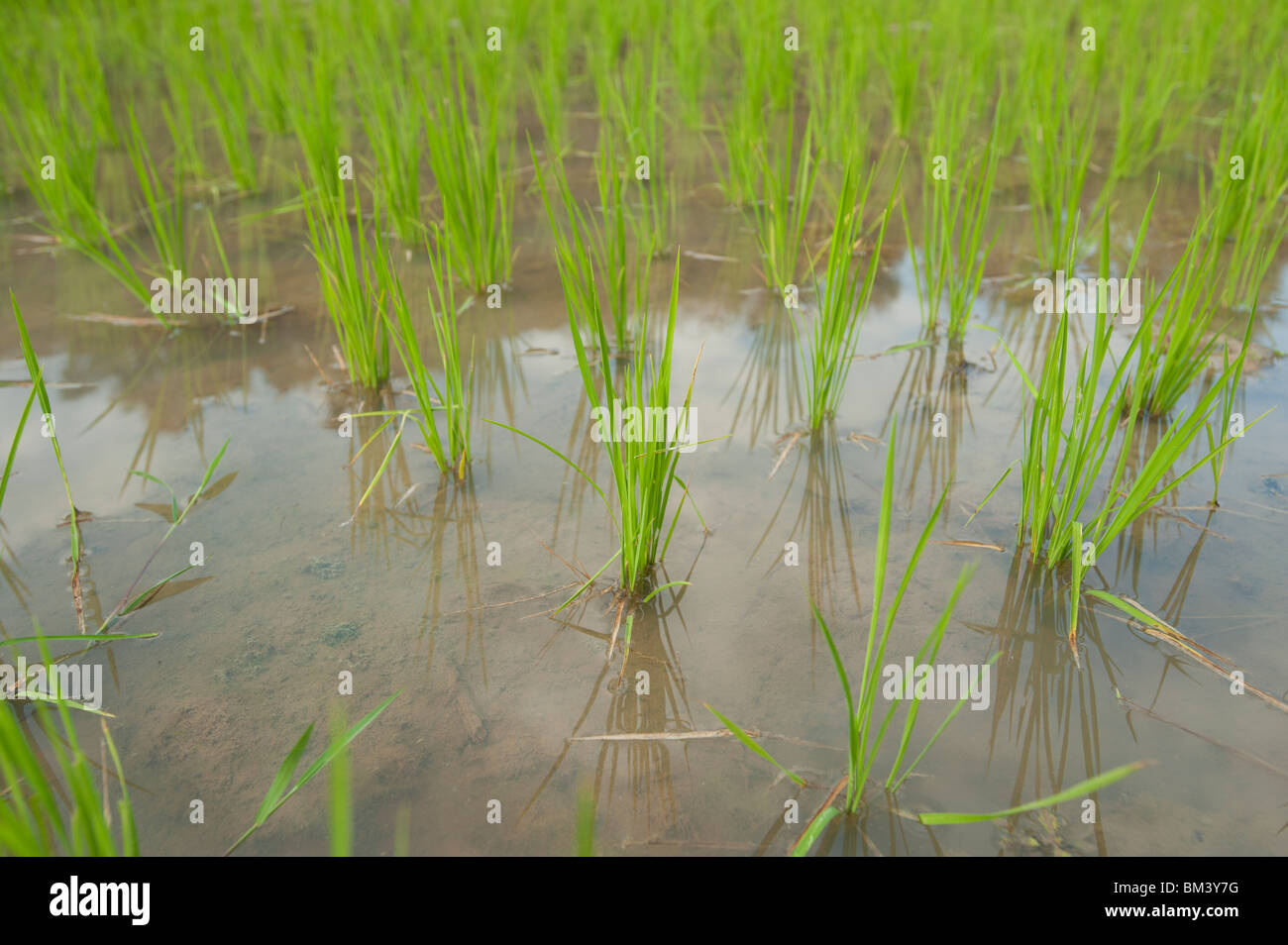 Close up of young rice shoots in Luang Prabang province Laos Stock ...